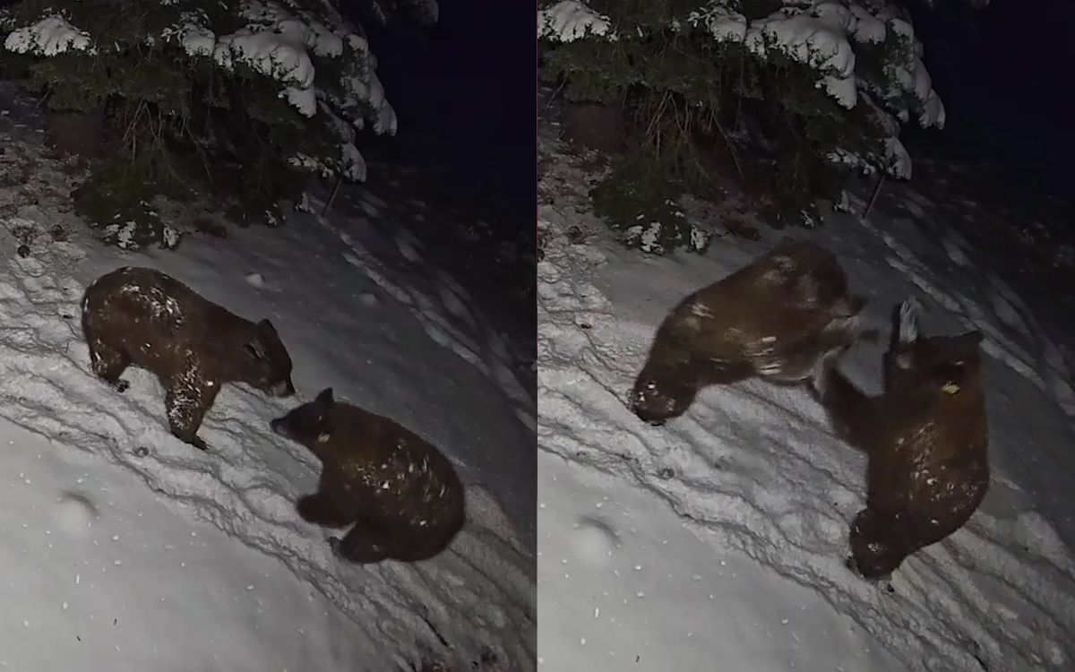 Bears Caught on Camera Playing Together in the Snow in Adorable Video ...