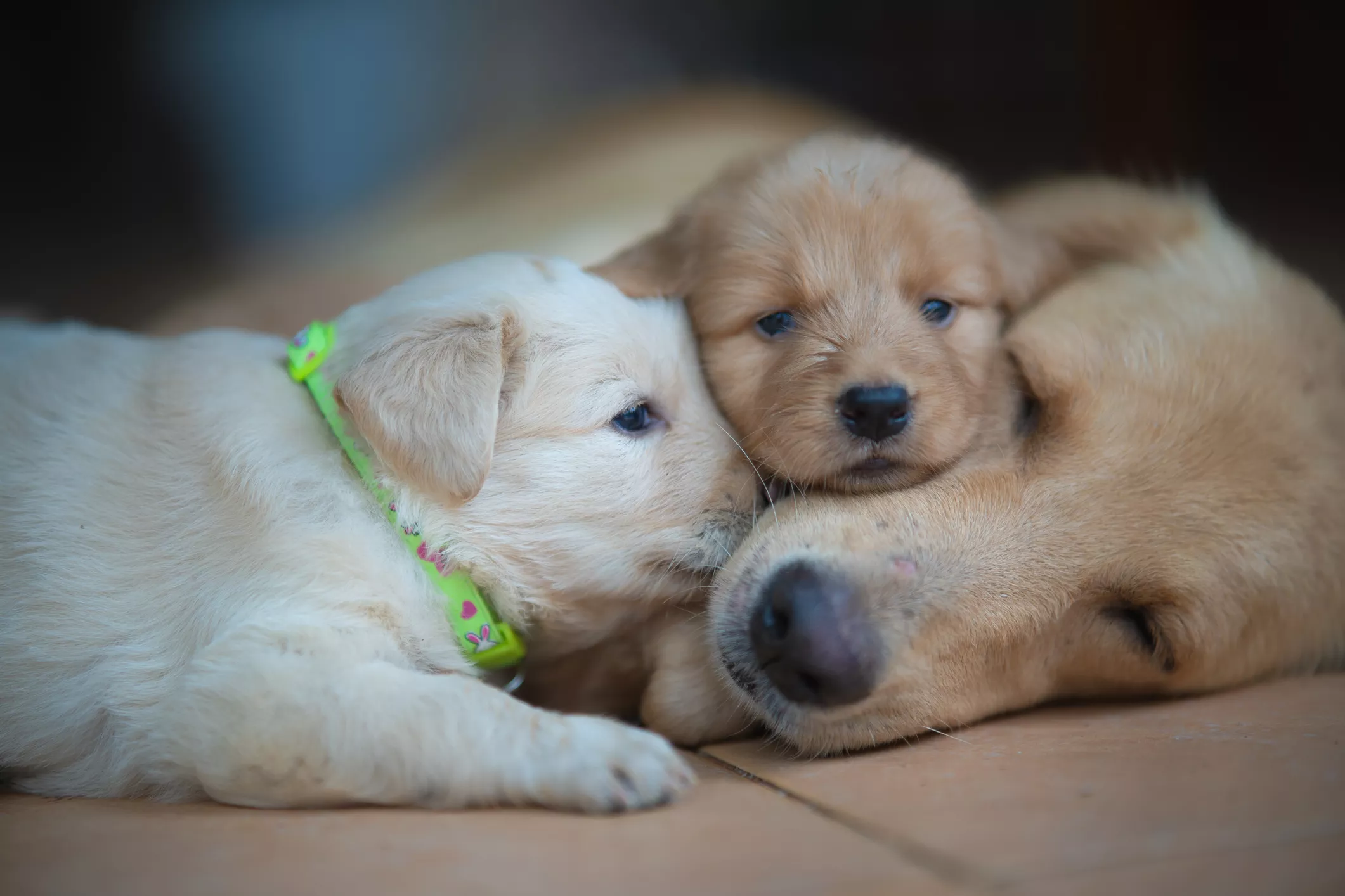 Cutest Puppies Cuddling