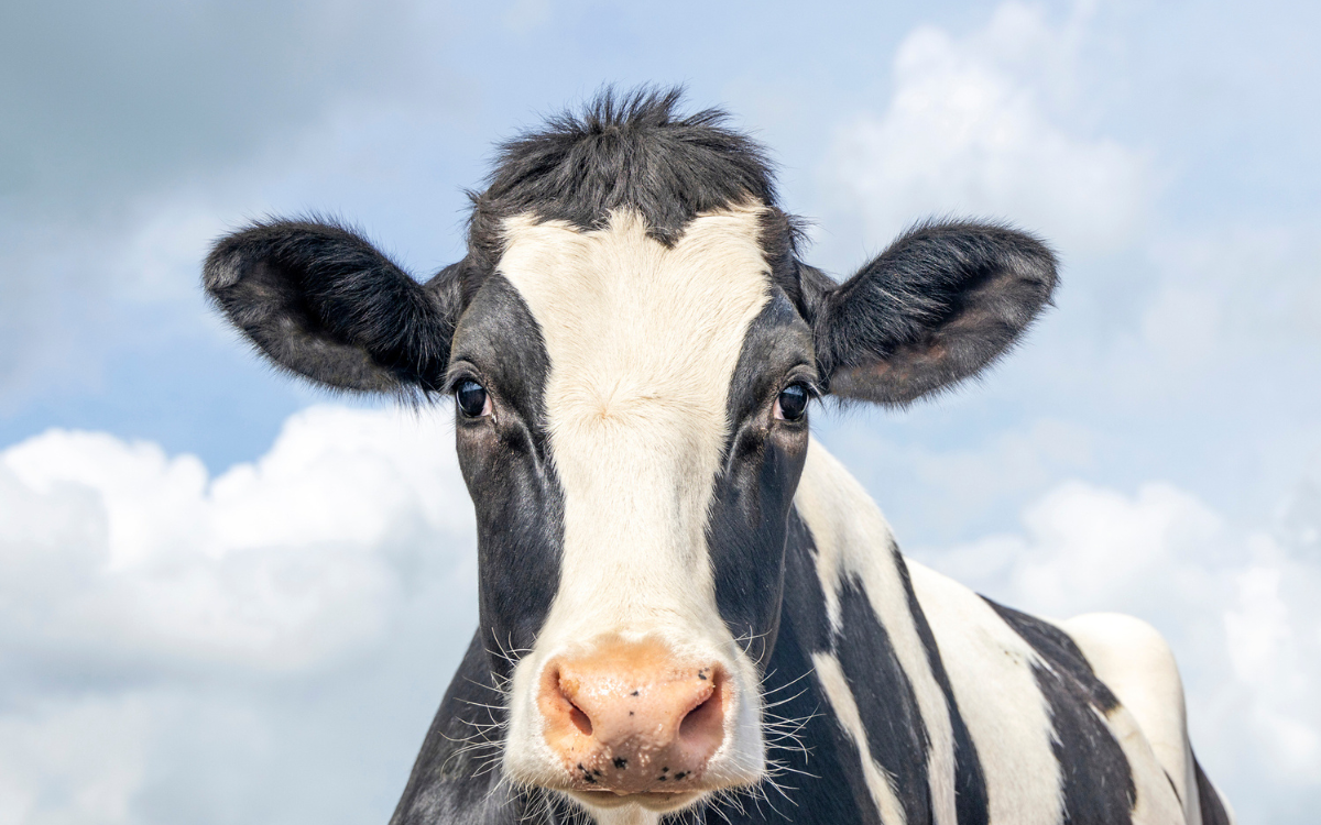 Optical Illusion of Cow With 'No Body' Leaves Internet Udderly Baffled ...