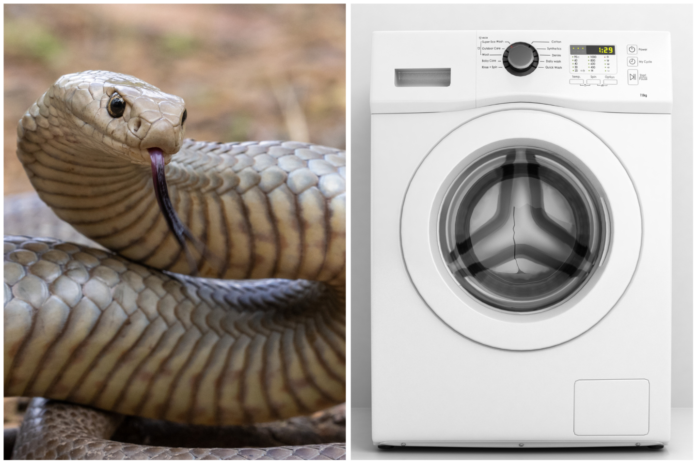 Deadly Snake Slithers into Woman's Washing Machine: 'Shaken' - Newsweek