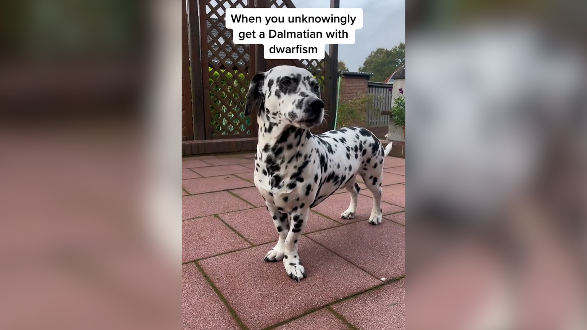 Dwarfism In Dogs Symptoms