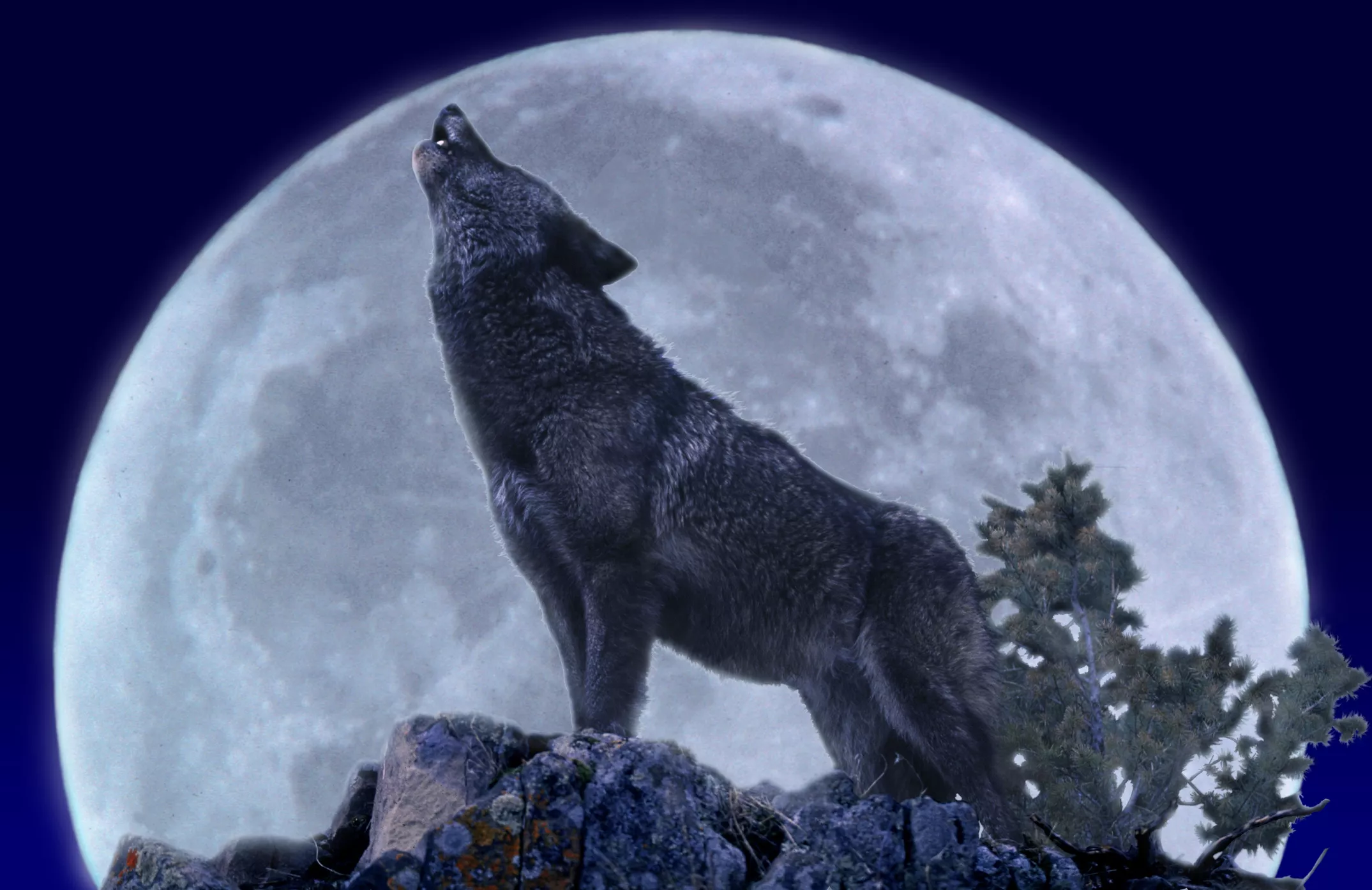 Wolf Howling At Full Moon Hd