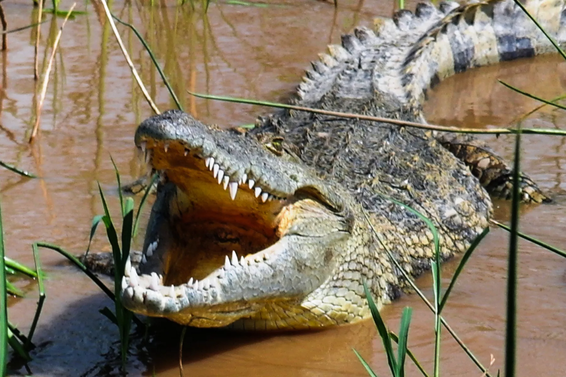 Nile Crocodile Attacks Human