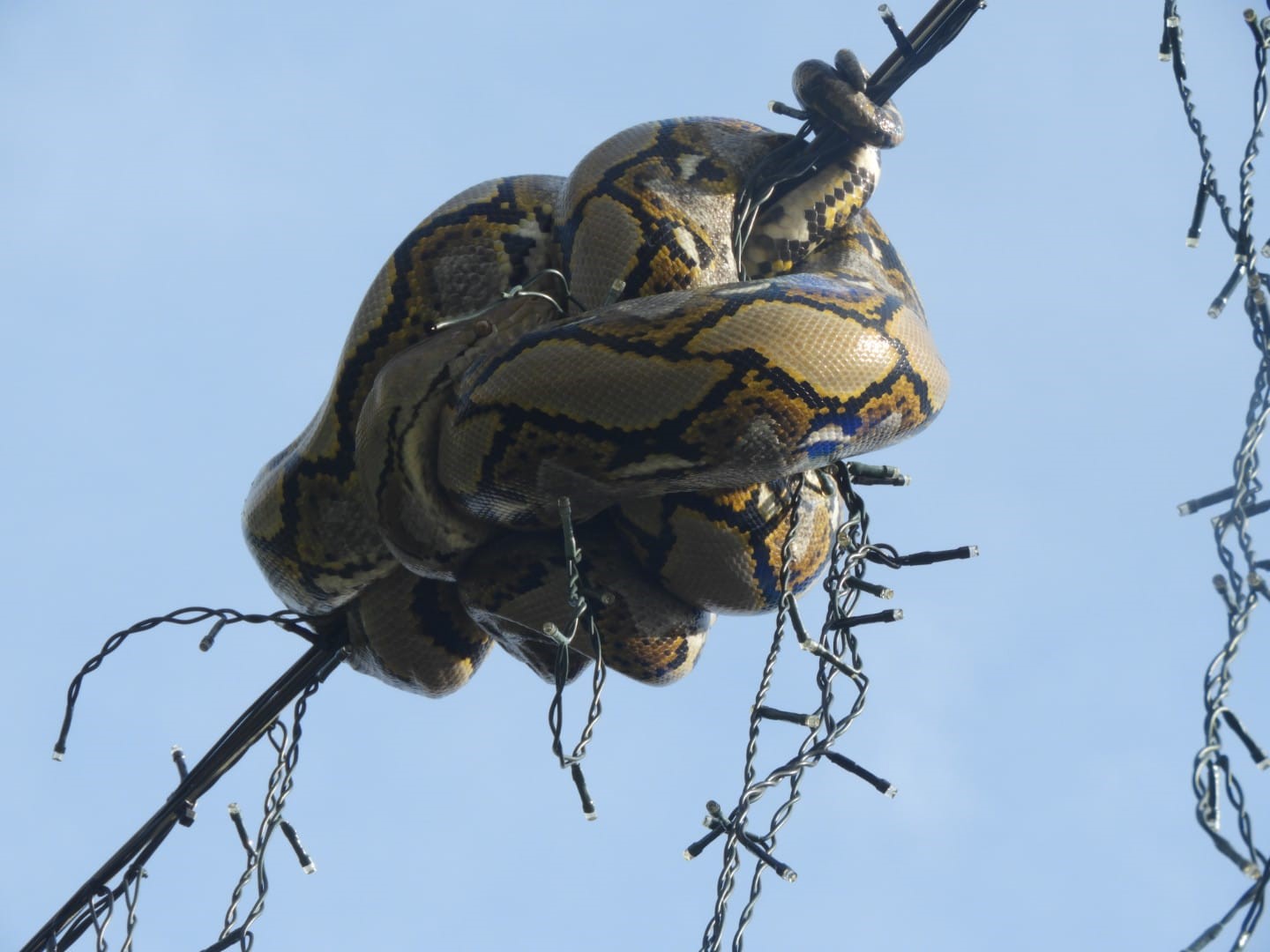 Massive Python Gets Tangled in Lights 15 Feet in the Air - Newsweek Massive Python Gets Tangled in Lights 15 Feet in the Air - Newsweek