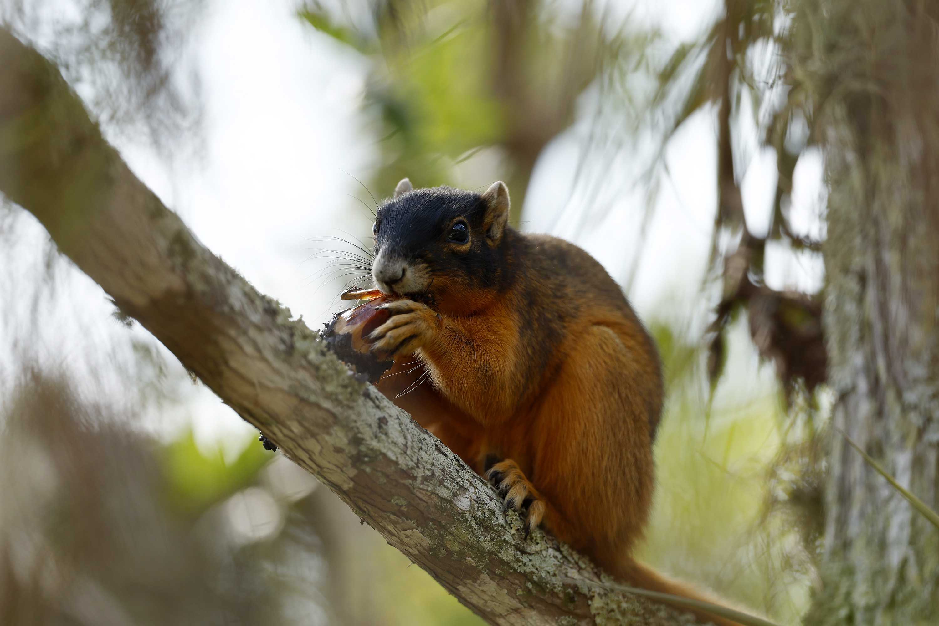 Watch as Man Reveals Unlikely Culprit Behind Ruined Outdoor Couch ...