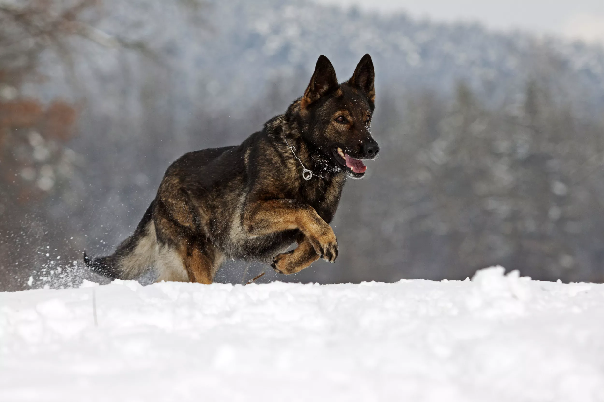 Are German Shepherds Good In The Cold