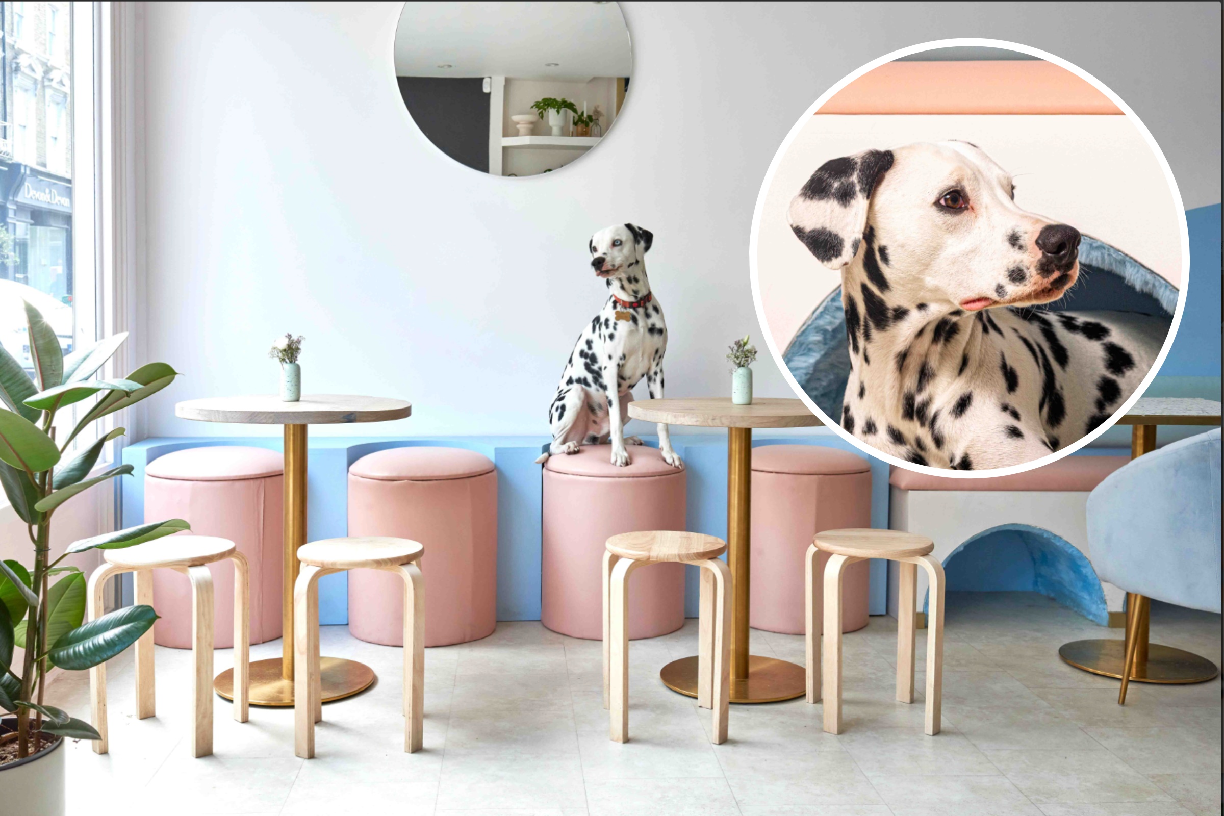 'I Opened Up a Dog Cafe. Customers Say It's Changed Their Lives' - Newsweek