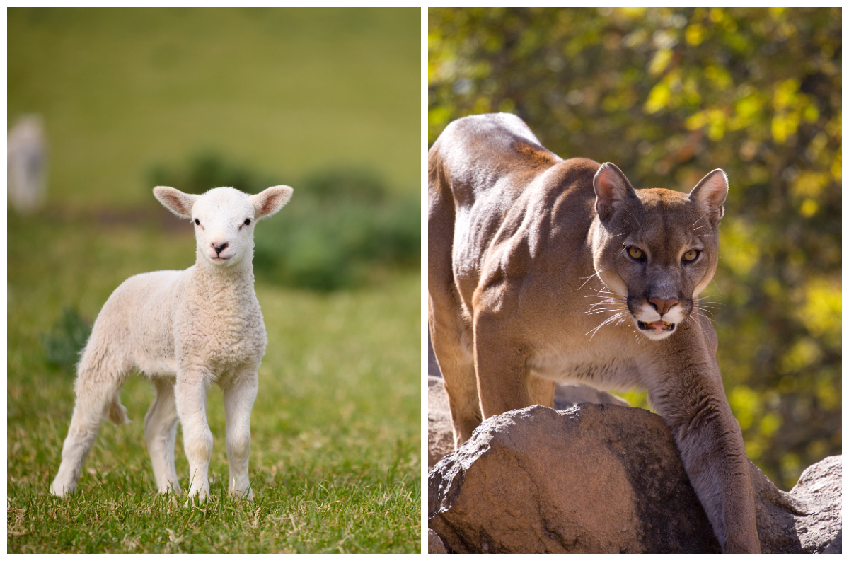 California Mountain Lion Slaughters 27 Lambs but Did Not Eat a Single ...