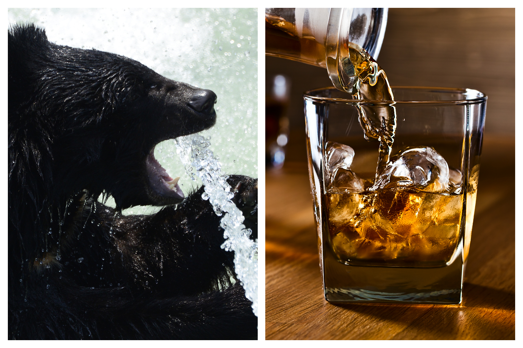 Drunk Bear on the Run After Guzzling Rum Cocktail and Raiding Store ...