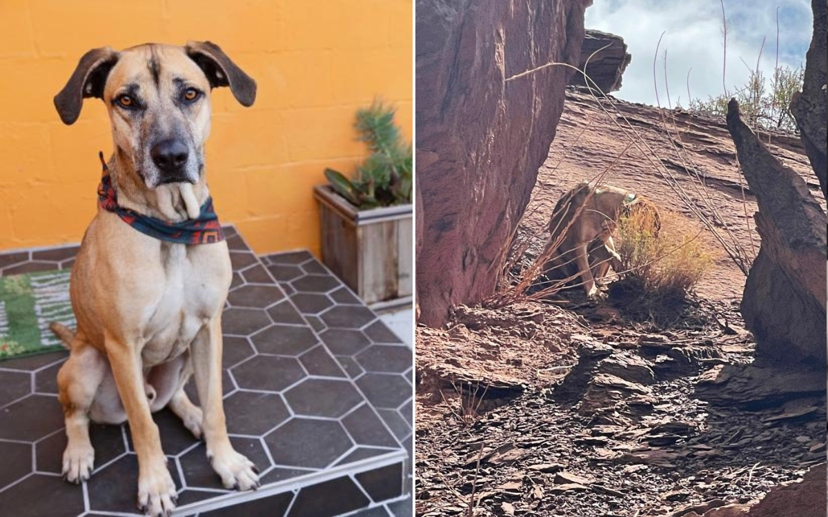 Dog Ends Up Stranded on Cliff Edge After Digging Hole to Escape Shelter ...