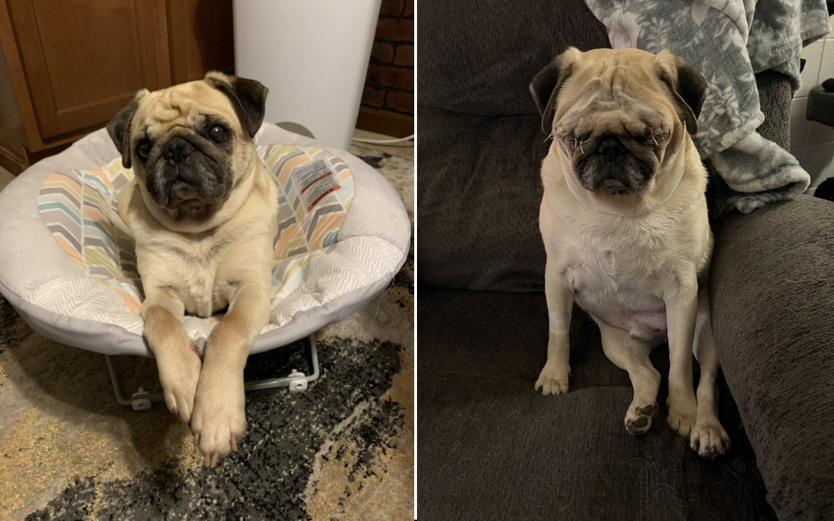 Blind Woman Told Beloved Pug's Eyes Must Be Removed: 'I Can't Put Him ...