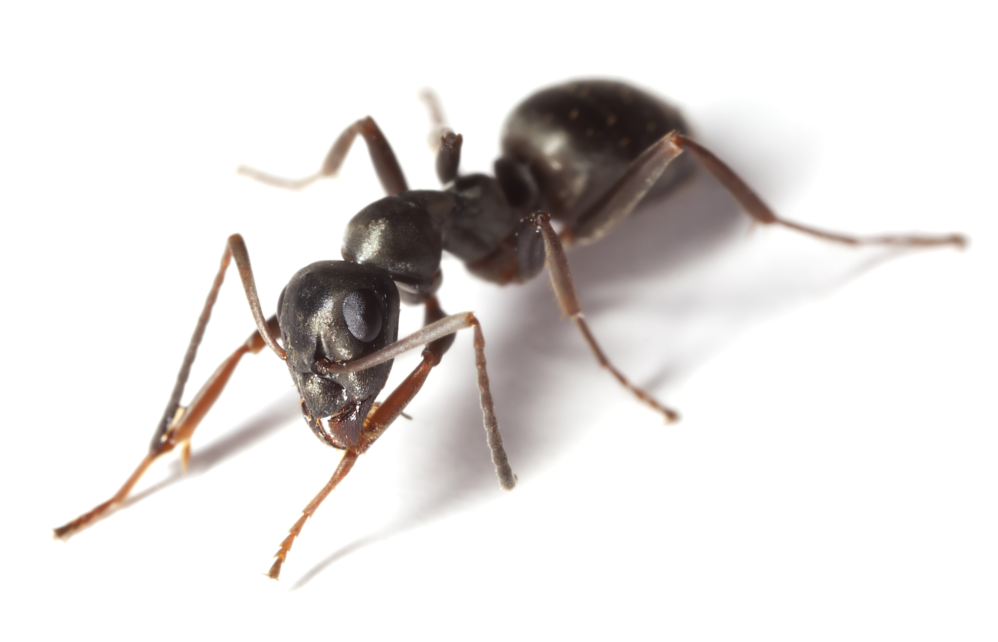 Ants Trained to Sniff Out Breast Cancer With Surprising Accuracy - Newsweek