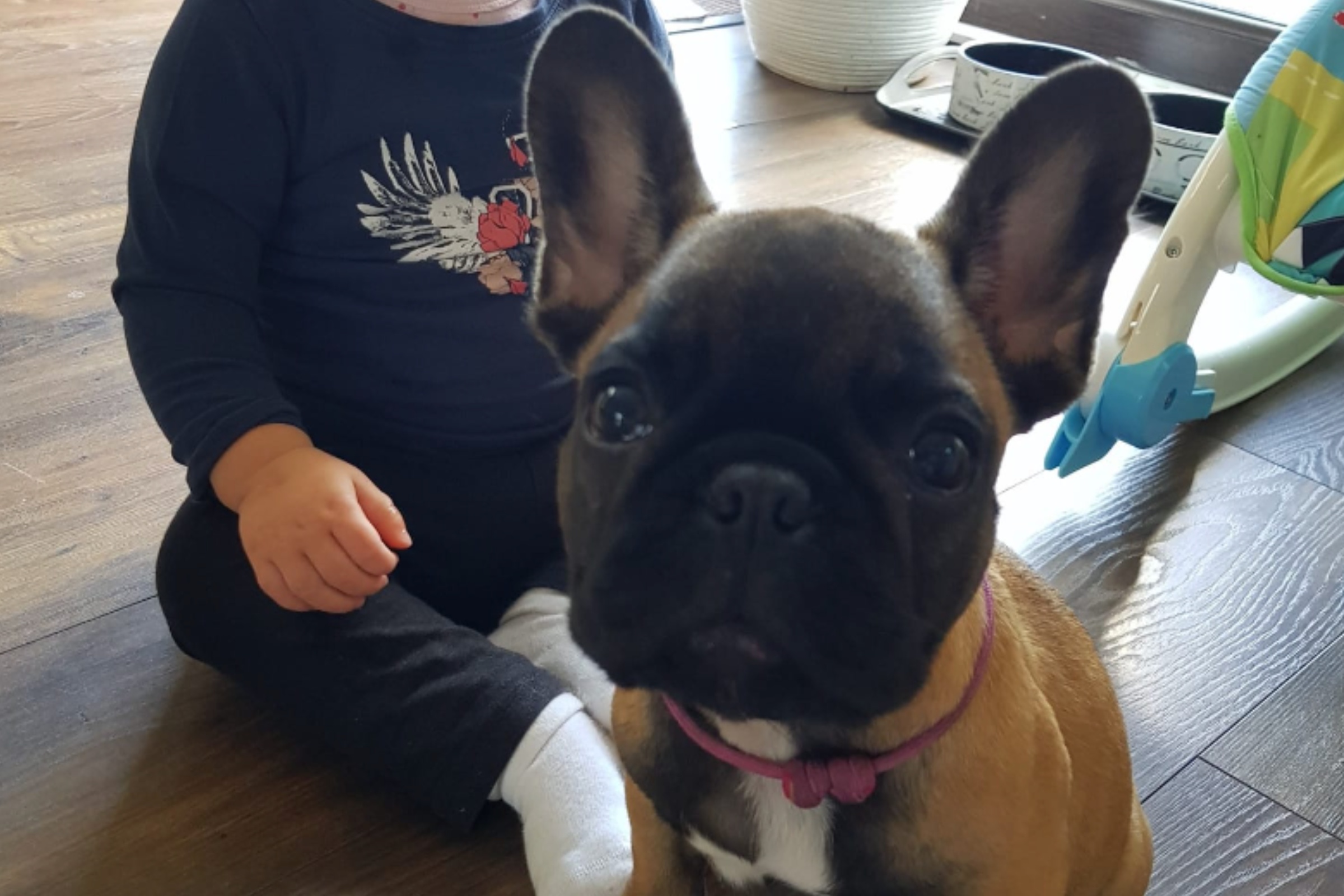 'Our Dog Changed Our Lives for the Better, Then Tragedy Struck' - Newsweek