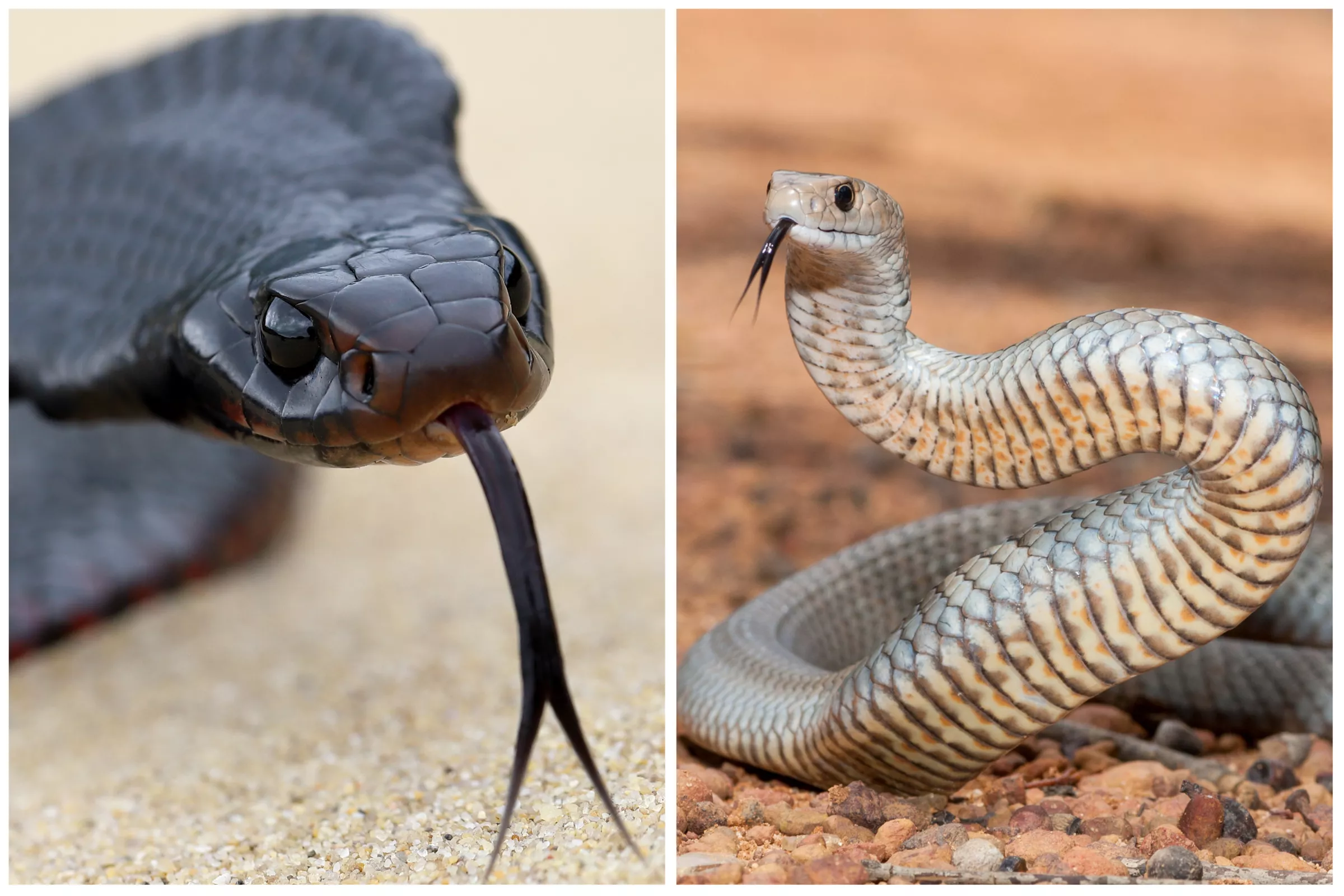 Snake Images
