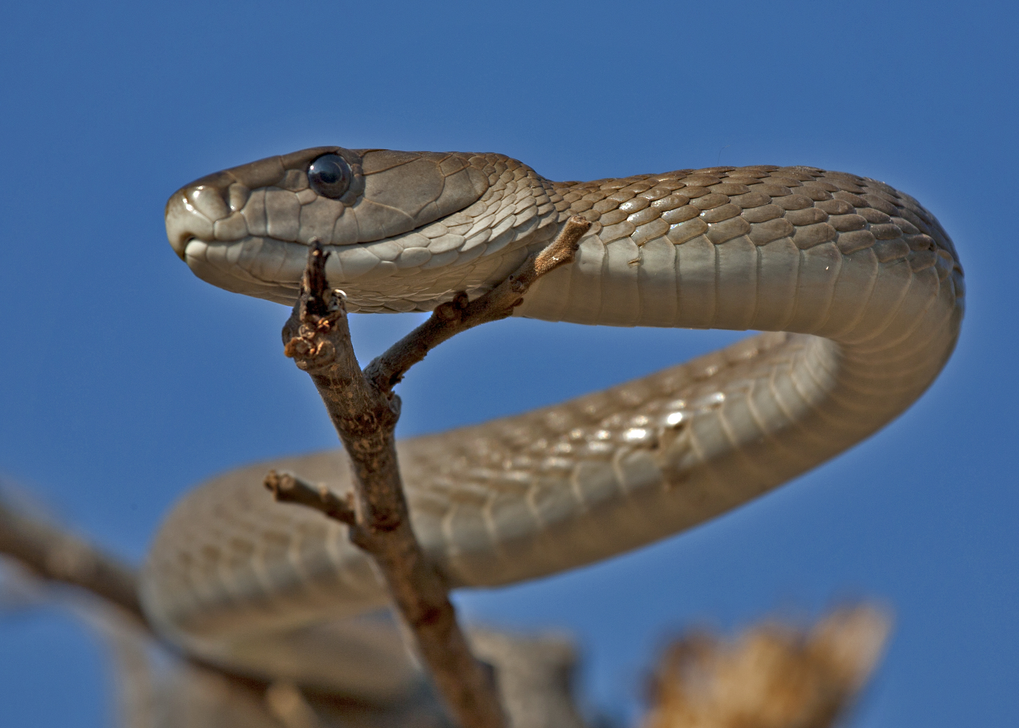 Black Mamba Caught After Eating Kittens: 'A Beast' - Newsweek