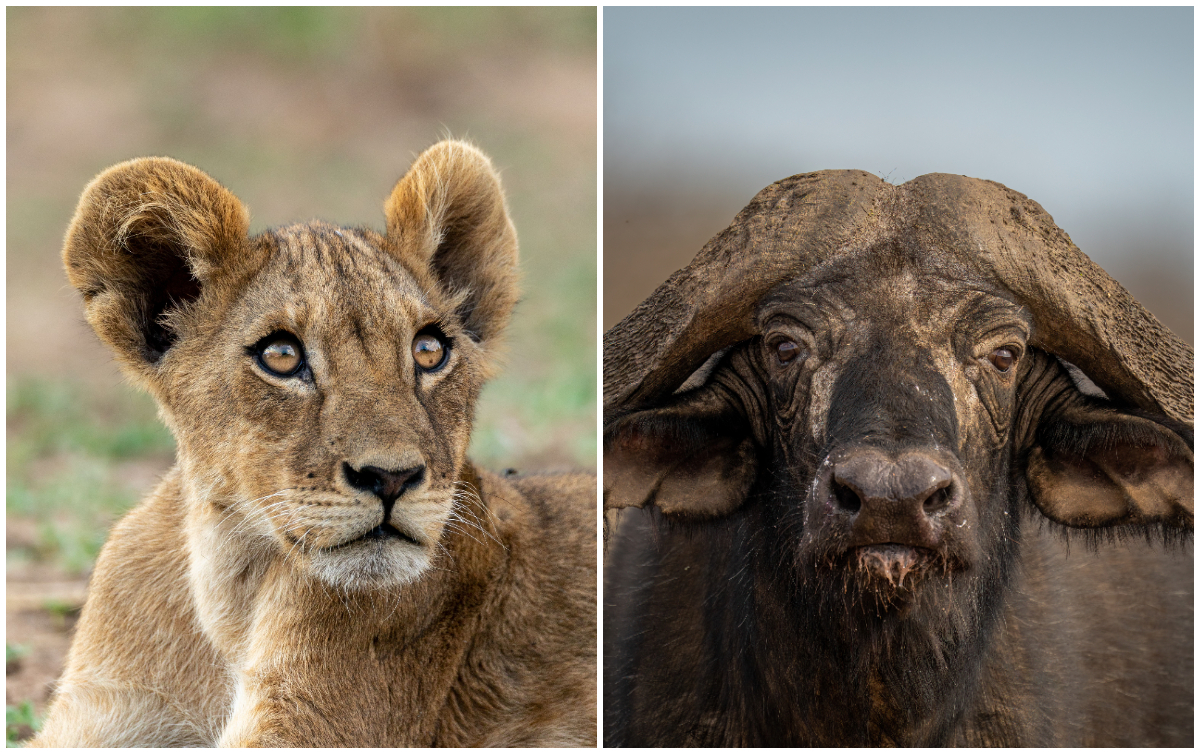 Young Lion Learns Lesson After Buffalo Fights Back - Newsweek