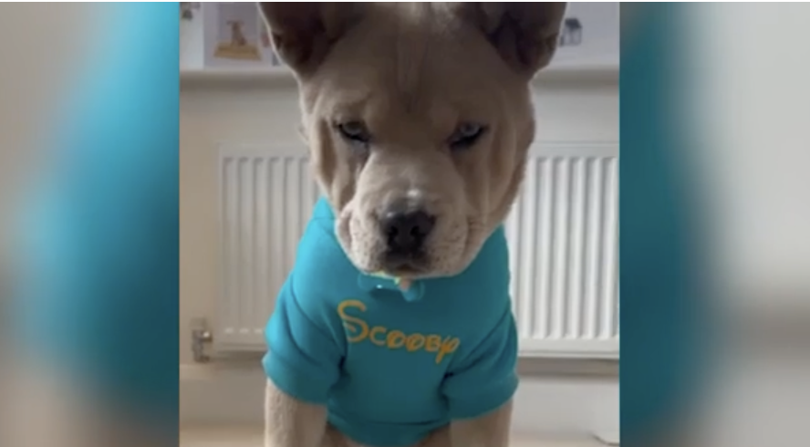 Adult Chow Chow Lab Mix