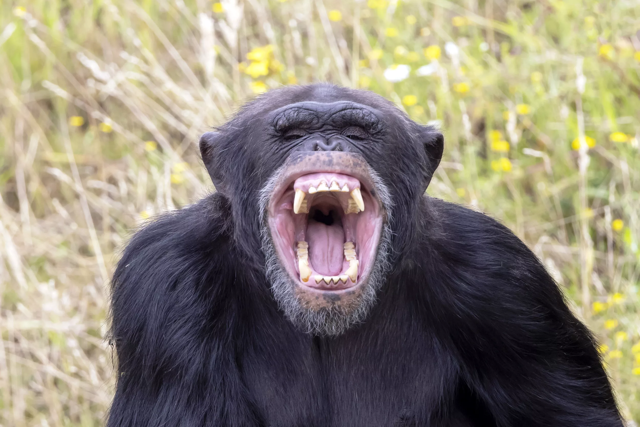 Chimpanzee Fight