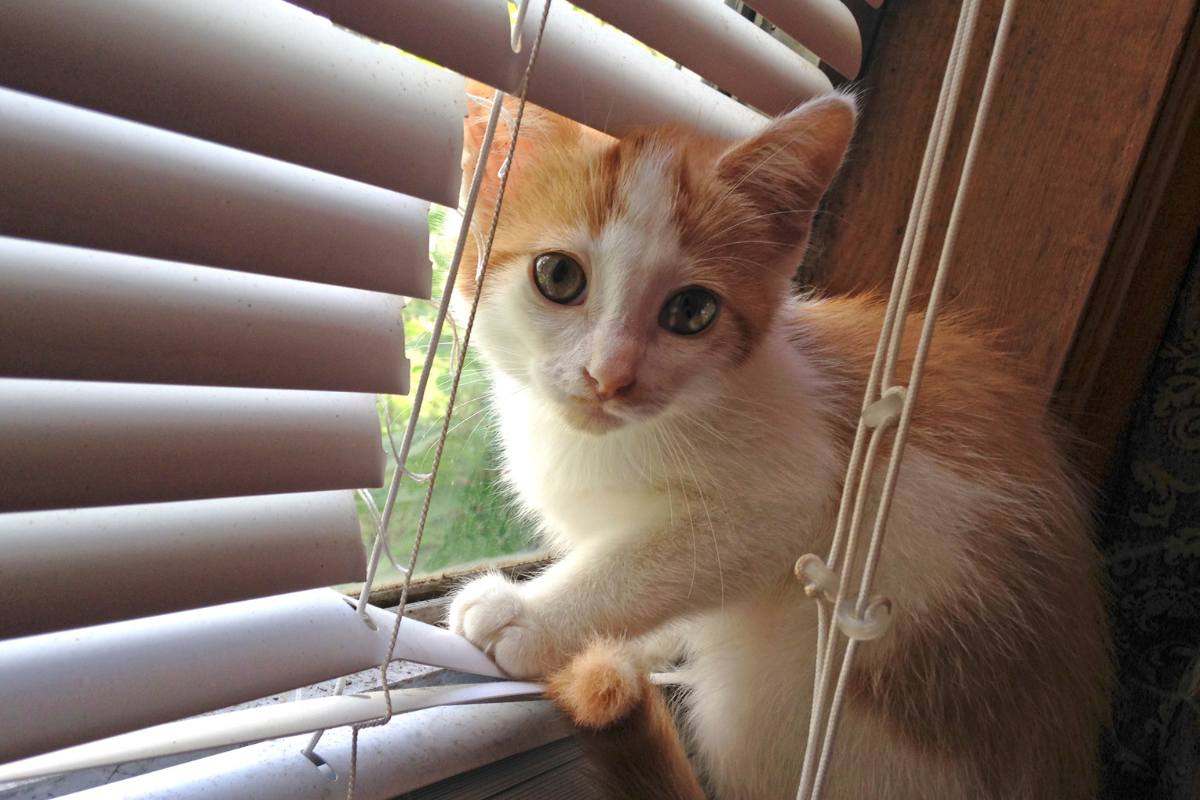 Panic as Kitten Falls From Window Tangled in Cord: 'Almost Cried ...