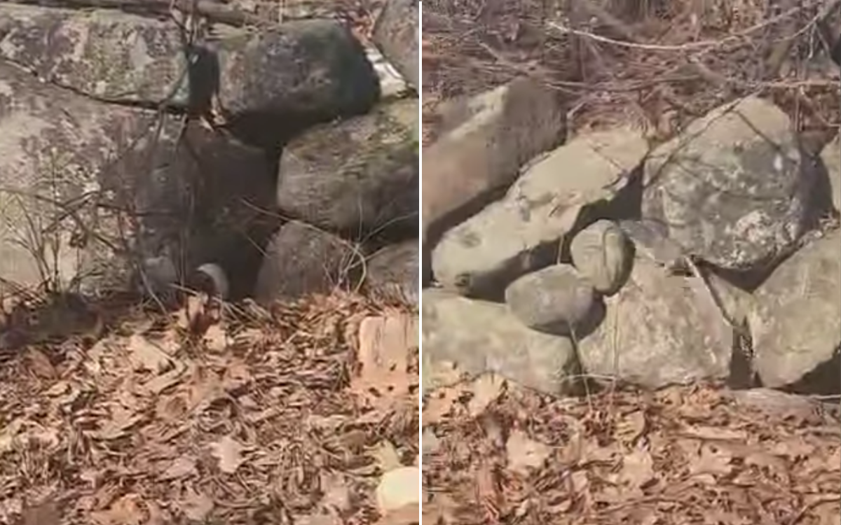 Wild Video of Rats Swarming Roadside After Bags of Rodents 'Dumped ...