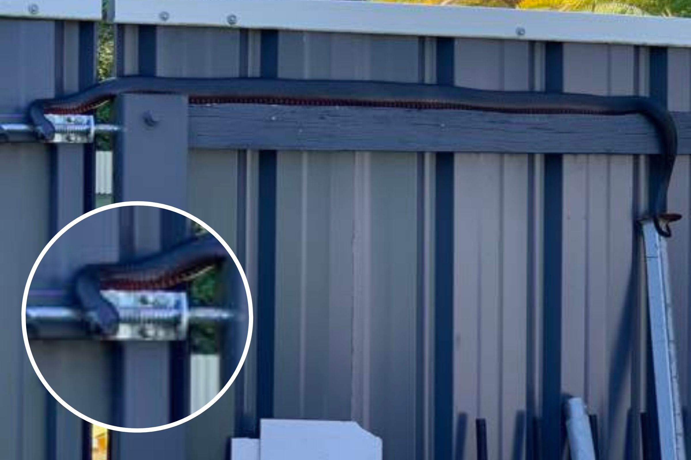 Terror as Couple Find Deadly 4ft Snake on Door Lock: 'Absolutely ...