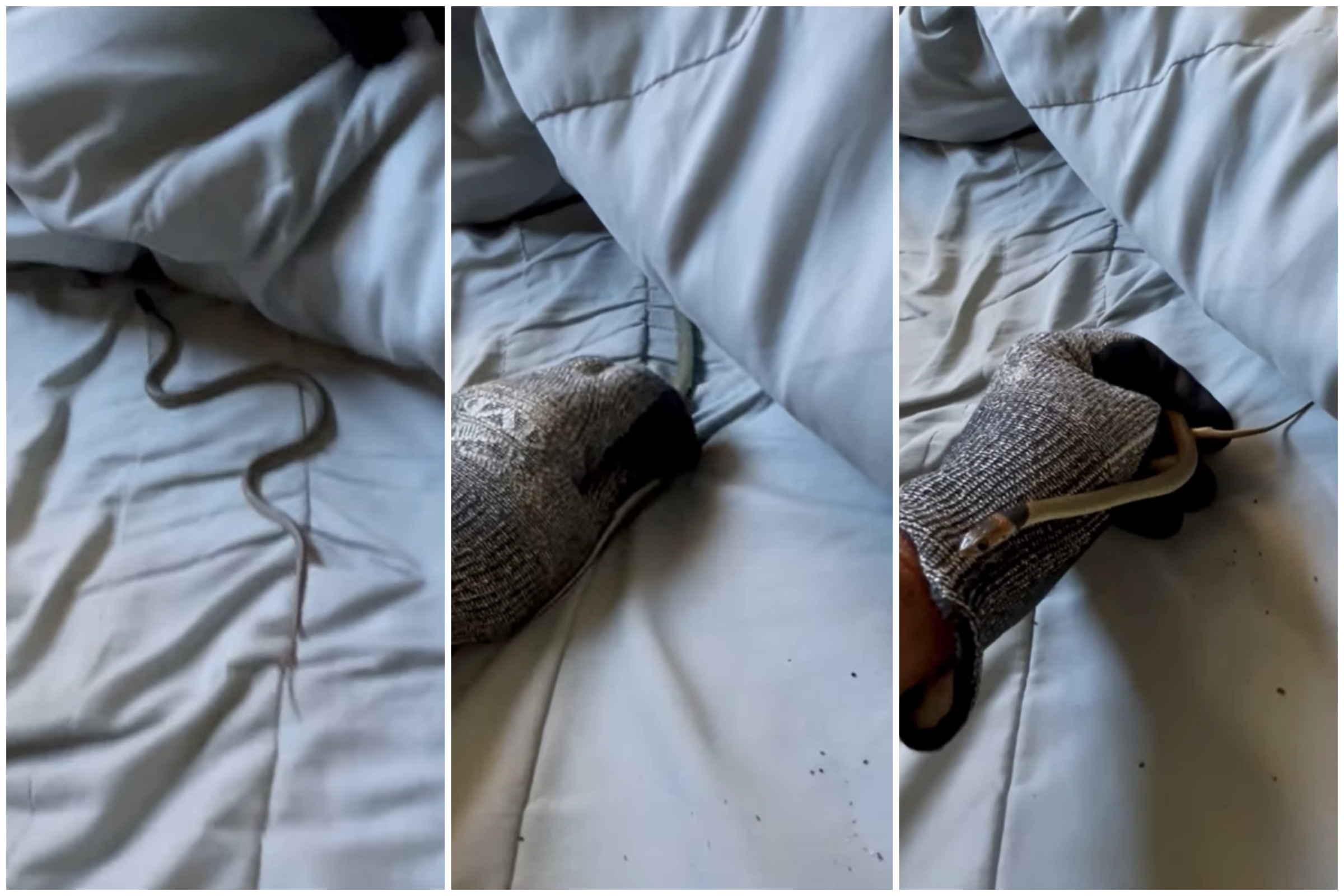 Deadly Snake Caught Hiding in Woman's Bed: 'Sneaky Little Beggar ...