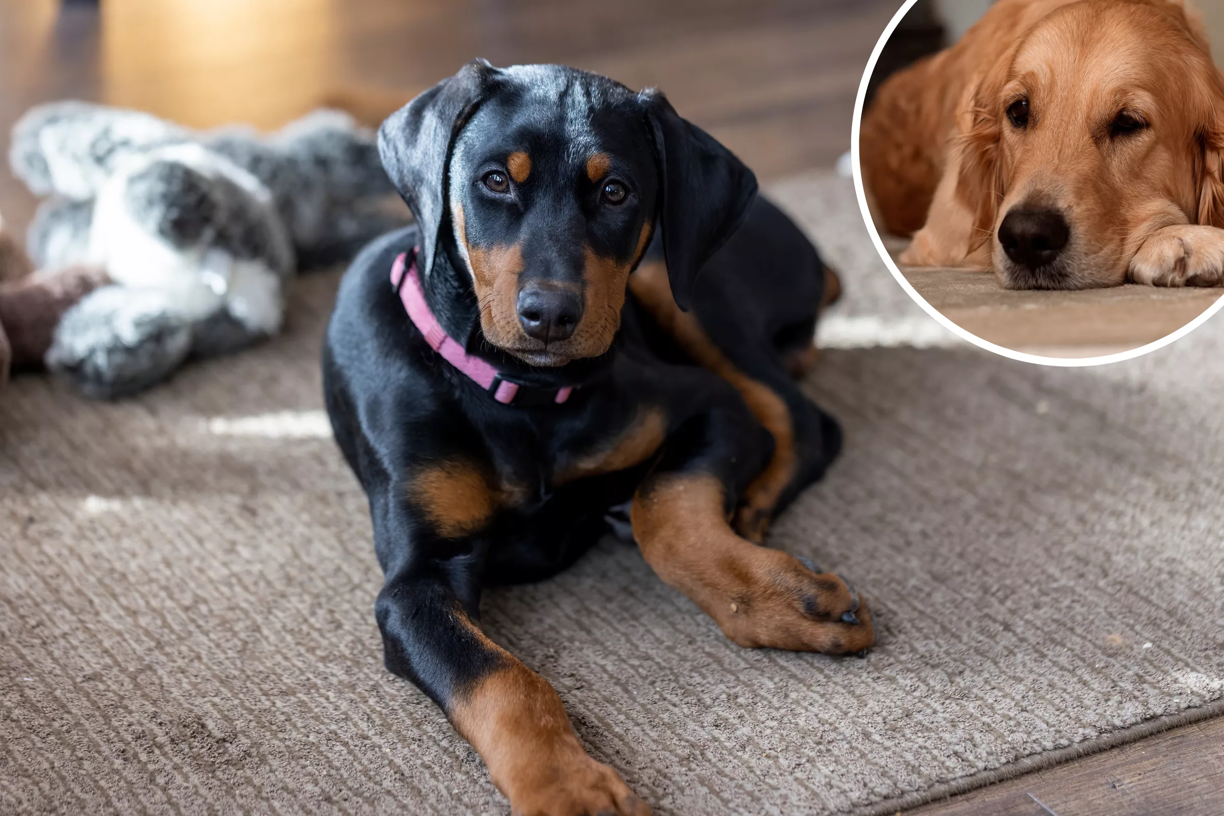 Doberman Dog