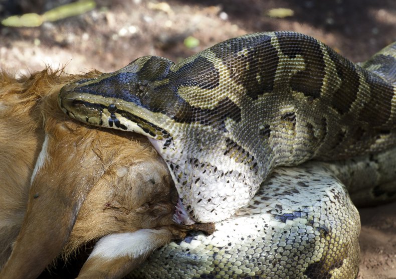 Python That Ate 100 Chickens And Ducks Captured After Terrorizing Farm