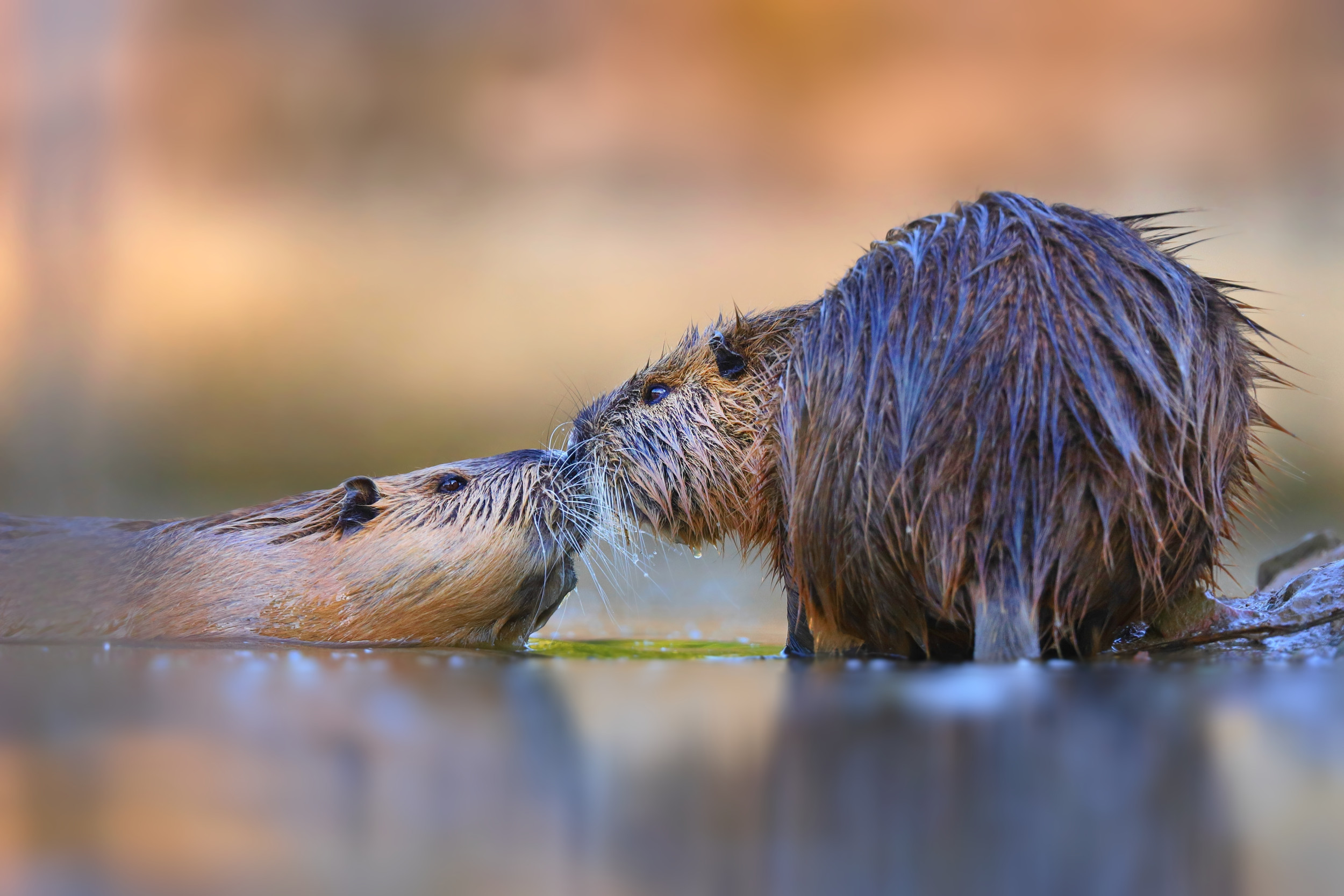Nutria Teeth