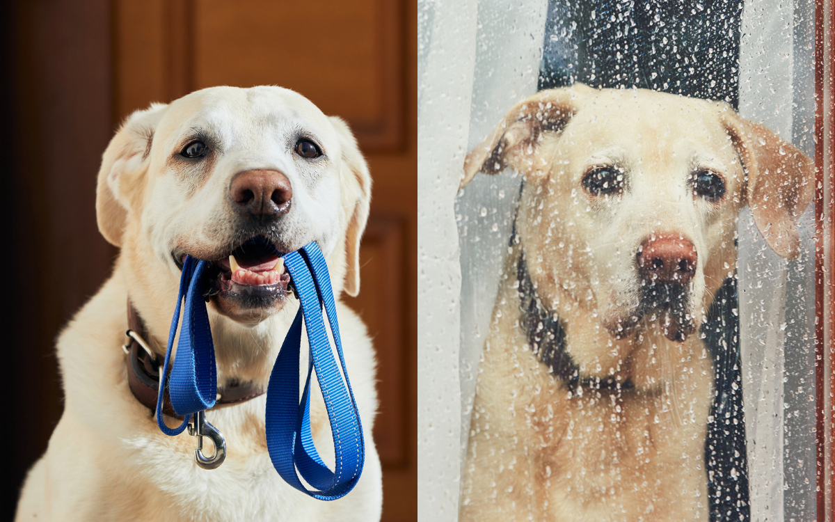 Dog Desperate for Walk Has Hilarious Reaction to Seeing Rain: 'Big Baby ...
