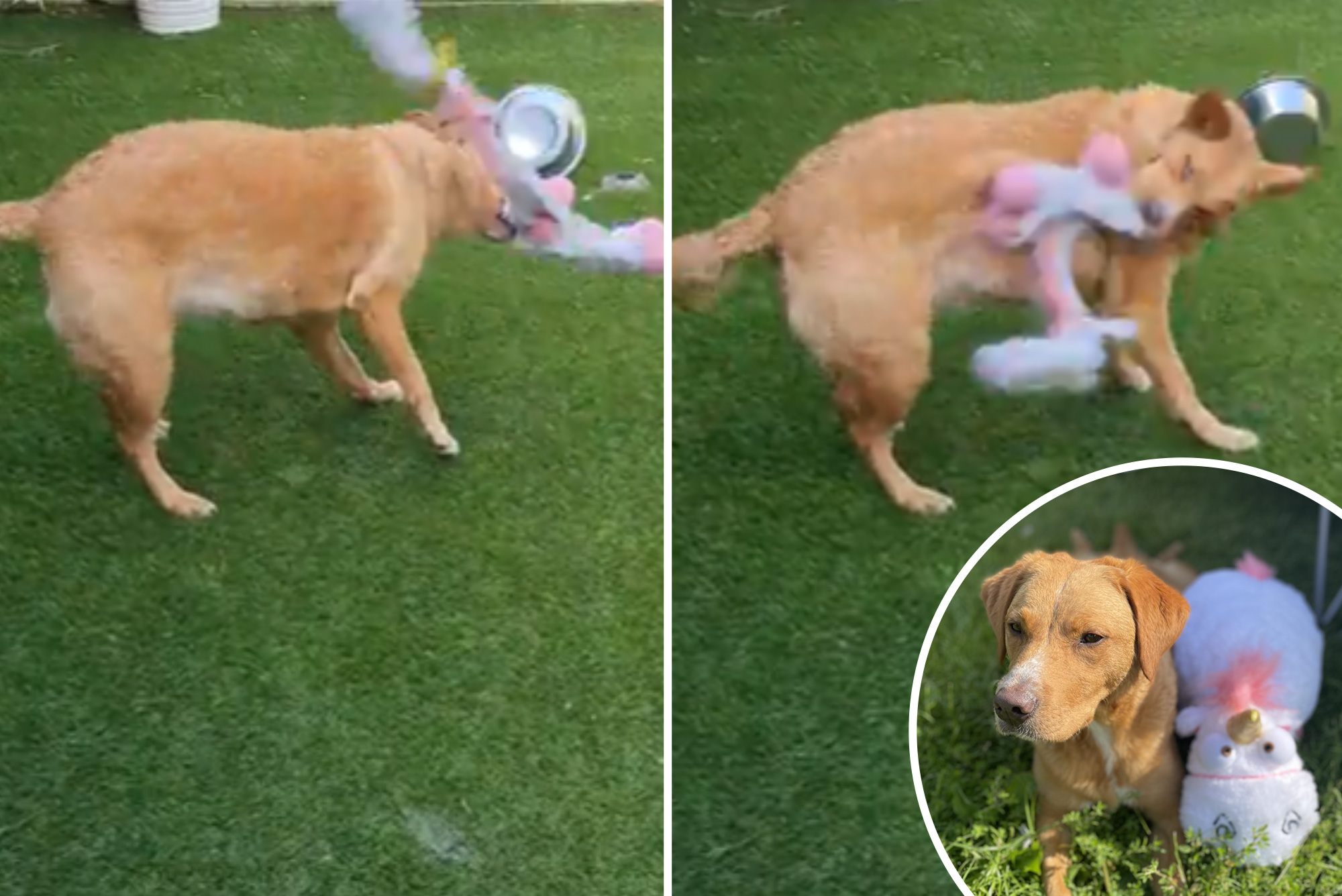 Dog Attacks Water Dish With Stuffed Animals Invents New Game dog-attacks-water-dish-with-stuffed-animals-invents-new-game