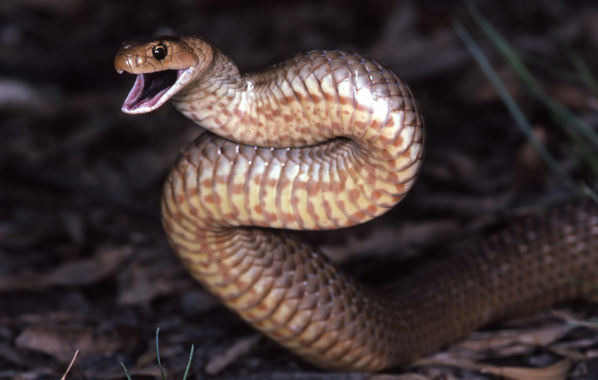 Woman Finds Venomous Snake Tapping At Her Door Newsweek Woman Finds Venomous Snake Tapping At Her Door Newsweek