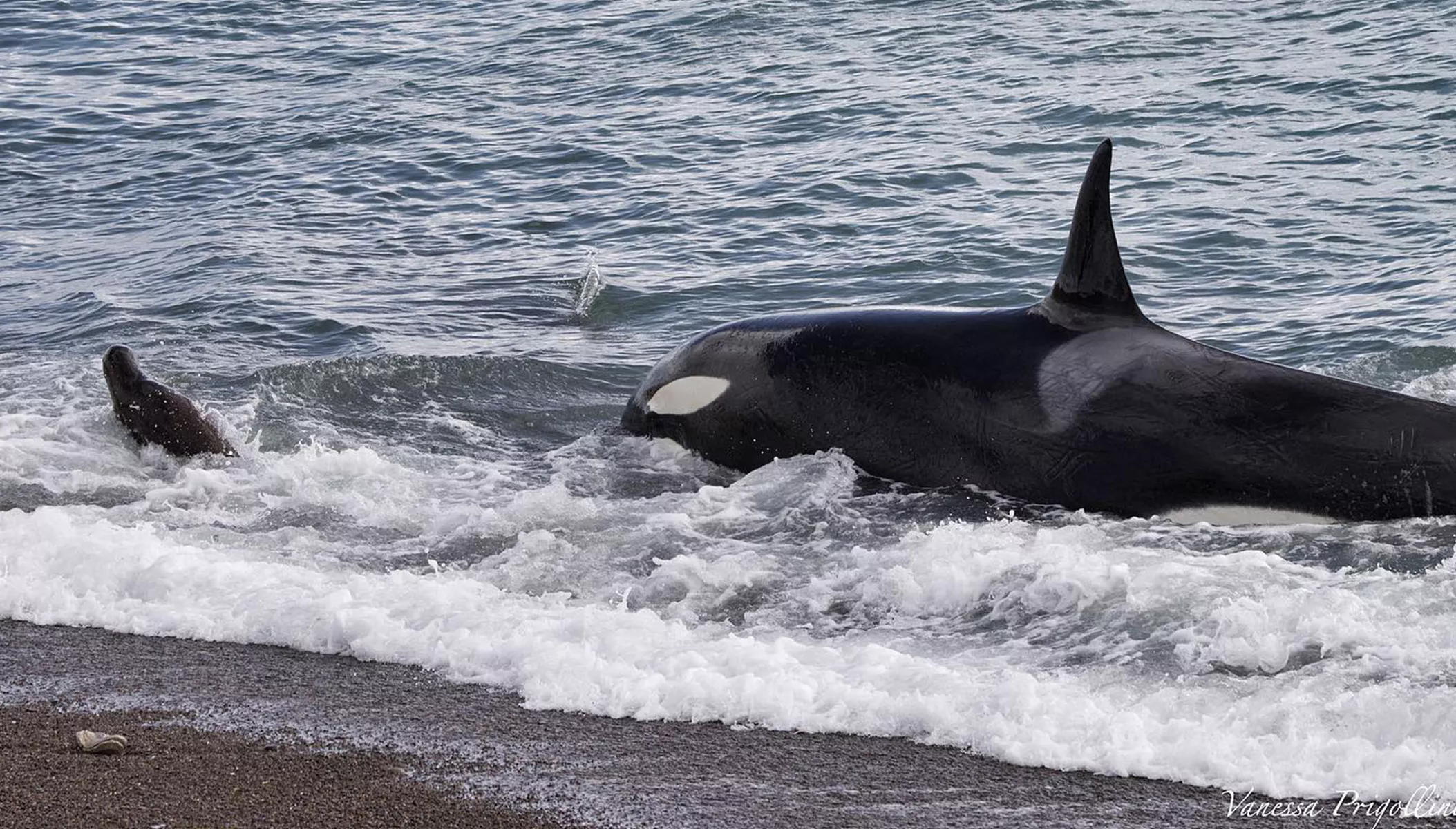 Killer Whale Eating Sea Lion 7 Reasons Killer Whales Are Evil Geniuses