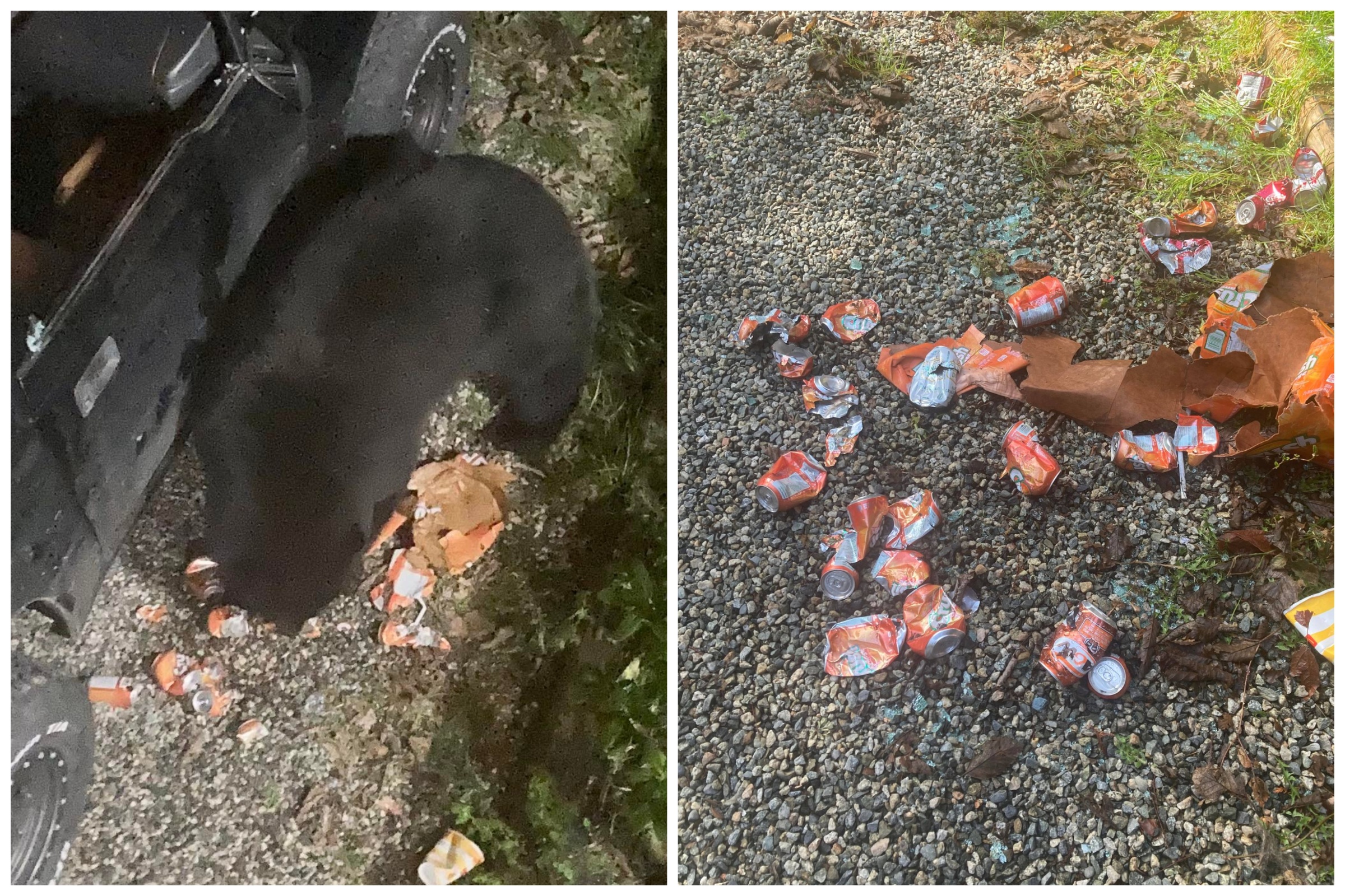 Woman Shares Horror Encounter With 'Aggressive' Bear Who Broke Into Her ...