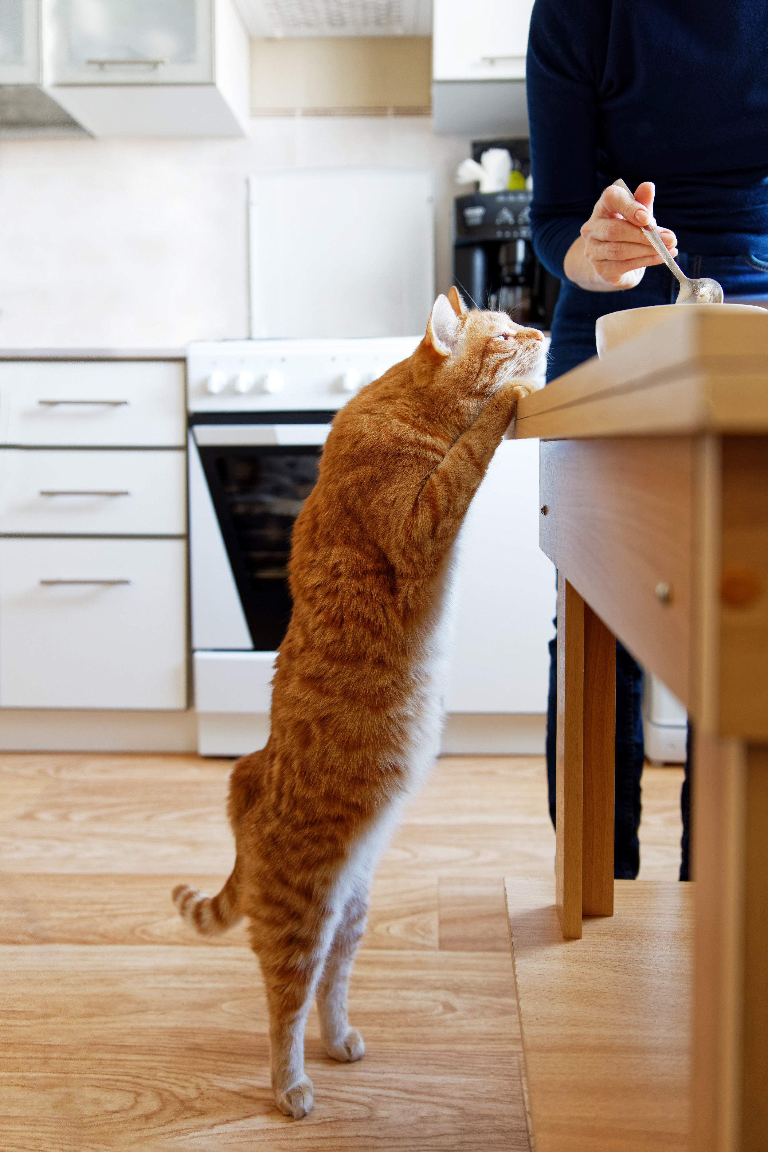 The Way Kitten Watches Owner Make Breakfast Every Morning Melts Hearts ...
