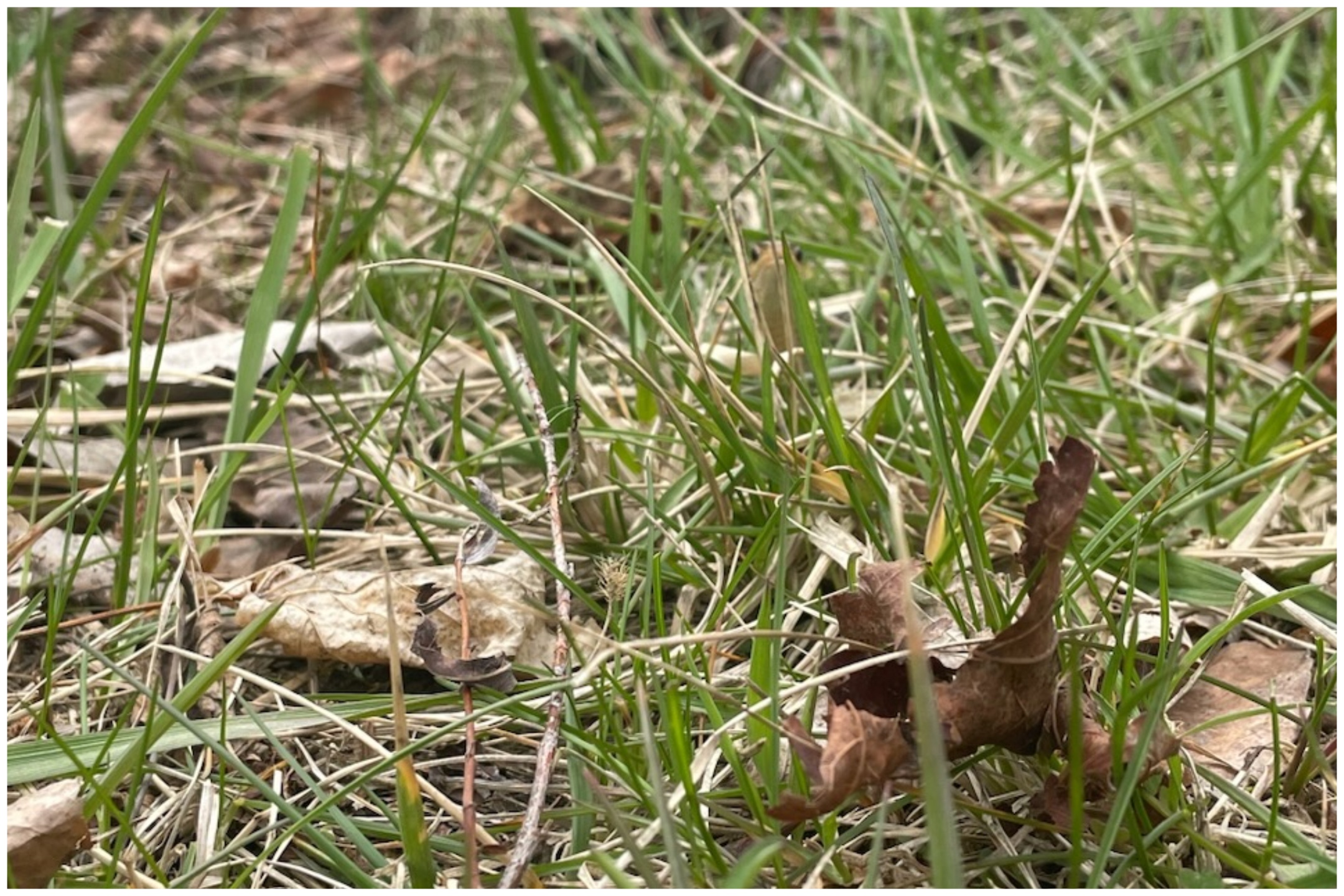 'Watch Your Step': Can You Spot the Snake Camouflaged in the Ohio Grass ...