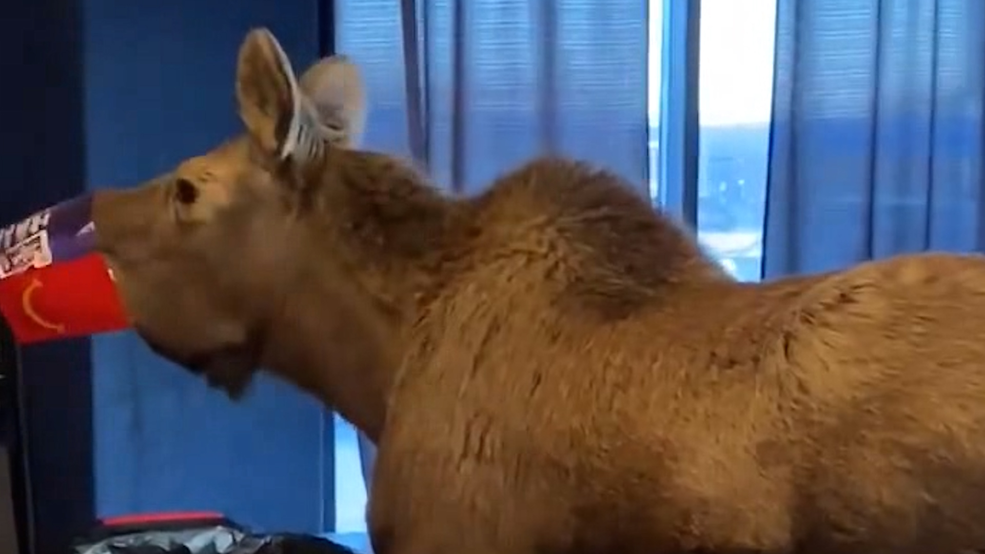 Moose In Movie Theater Alaska 60 Photos - Moonagedaydream.film