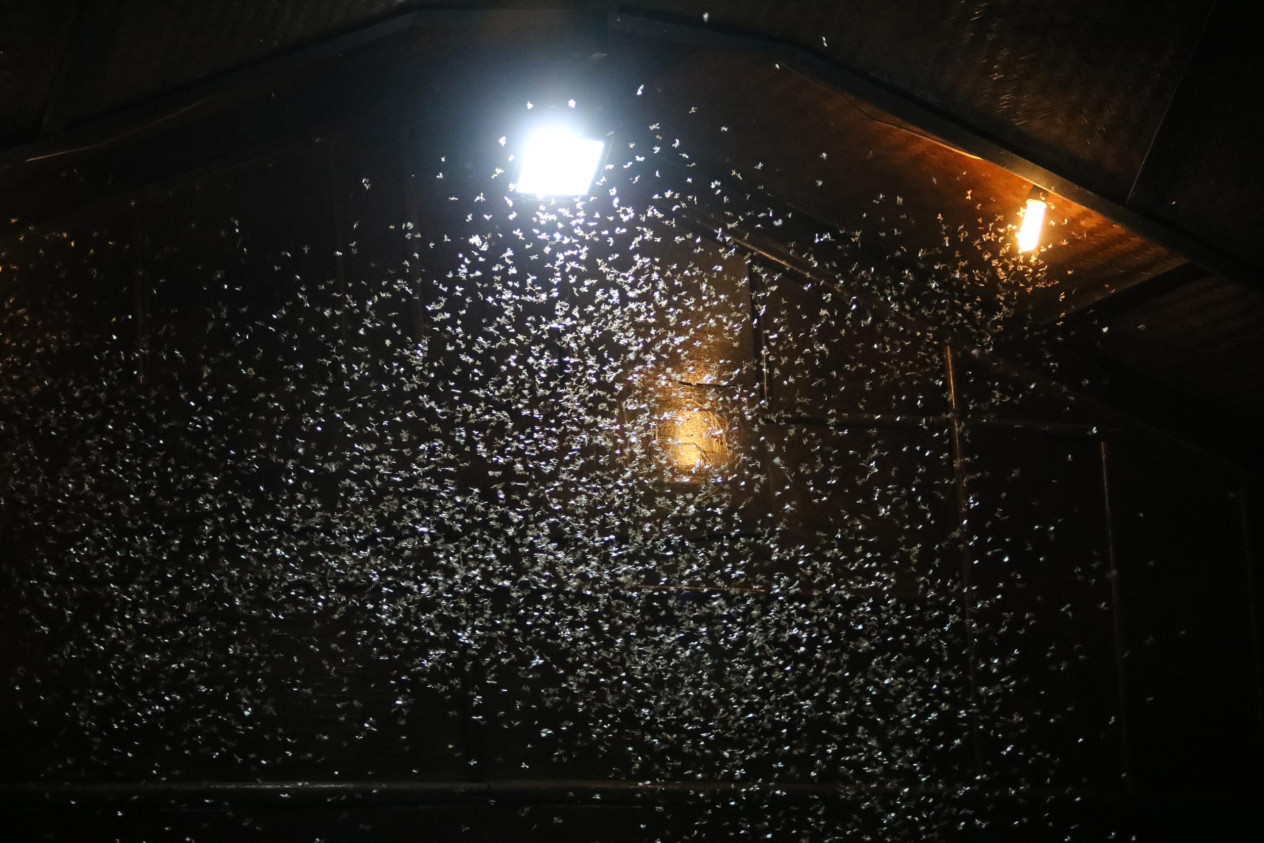 Why Insects Are Drawn To The Light According To Science Newsweek Why Insects Are Drawn To The Light According To Science Newsweek
