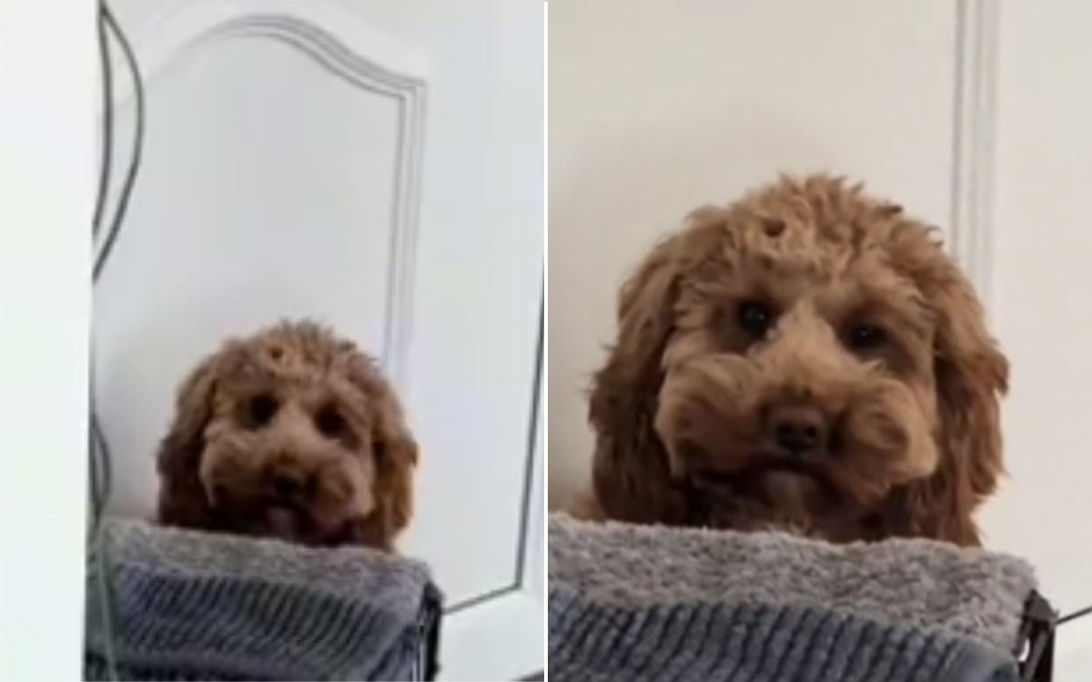 Laughter Over Cockapoo's Reaction to Being Left at Home: 'How Dare You ...