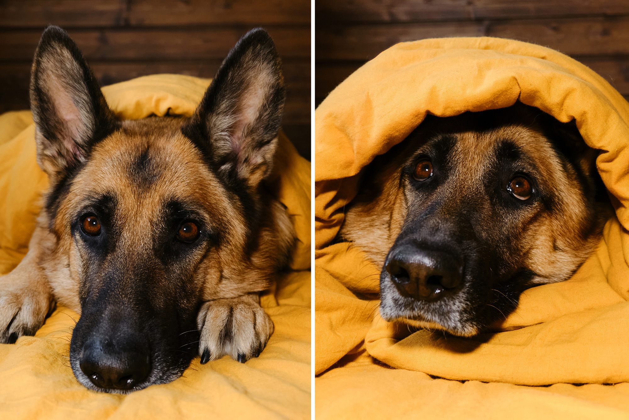 How Much Walking Does A German Shepherd Need How Much Walking Does A German Shepherd Need