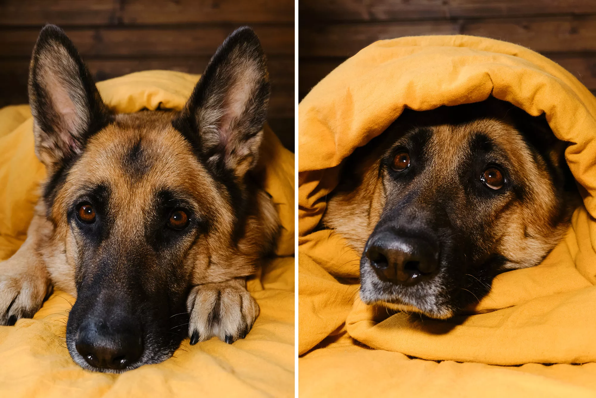 Scared German Shepherd