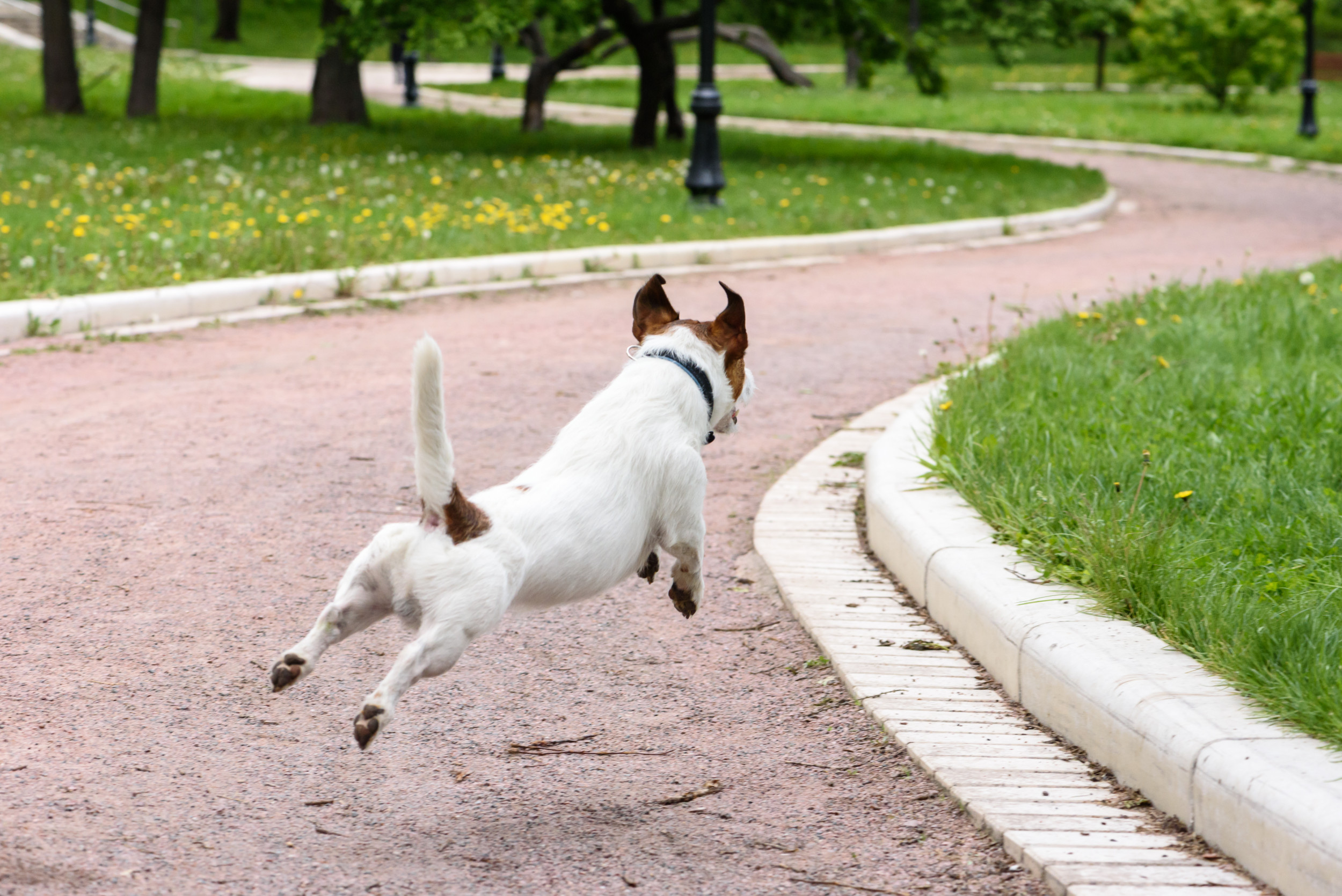 Dog Running at 'Full Speed' To See Neighborhood Girlfriend Melts Hearts ...