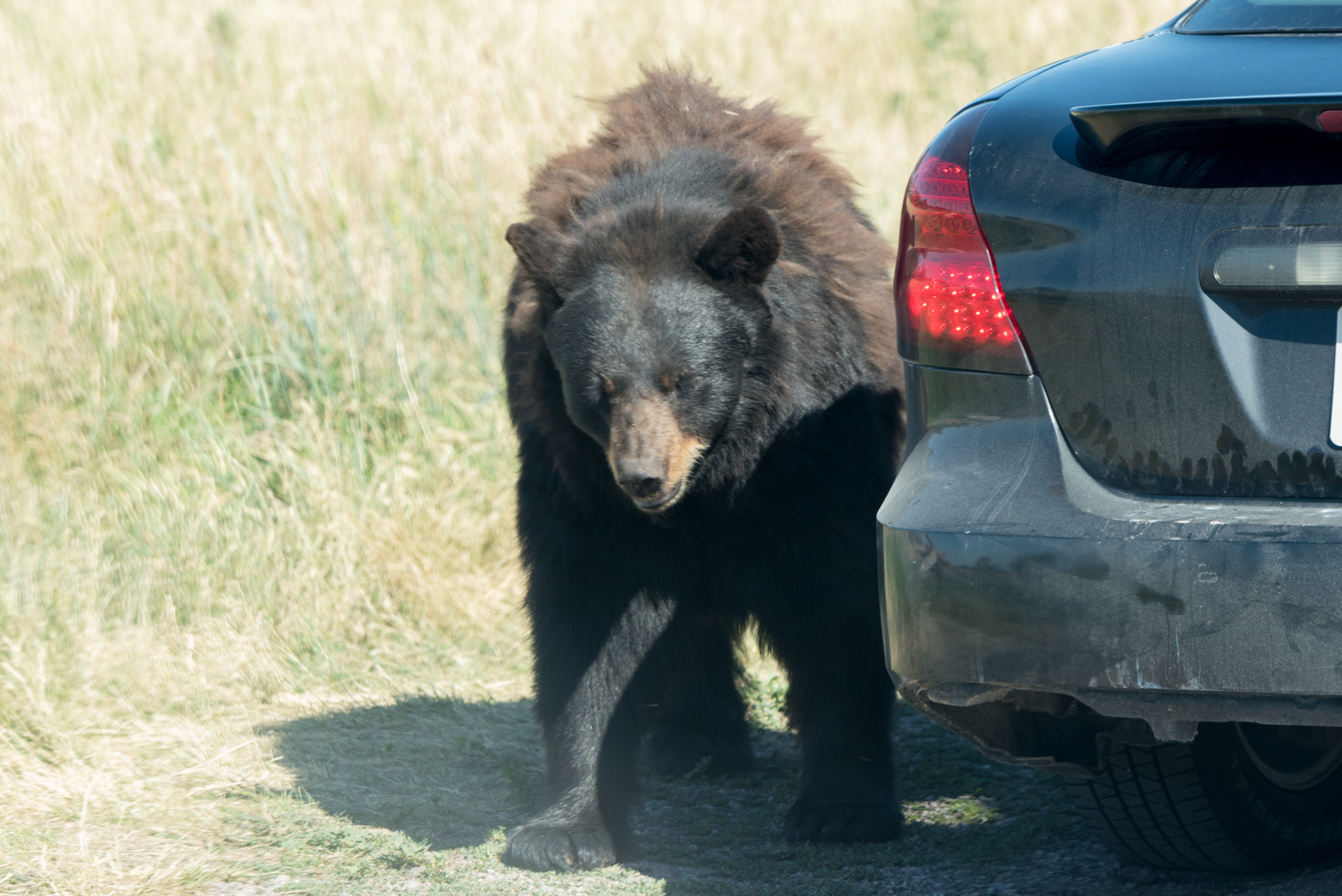 Driver Films Up-Close Encounter with Bear: 'No Thank You' - Newsweek