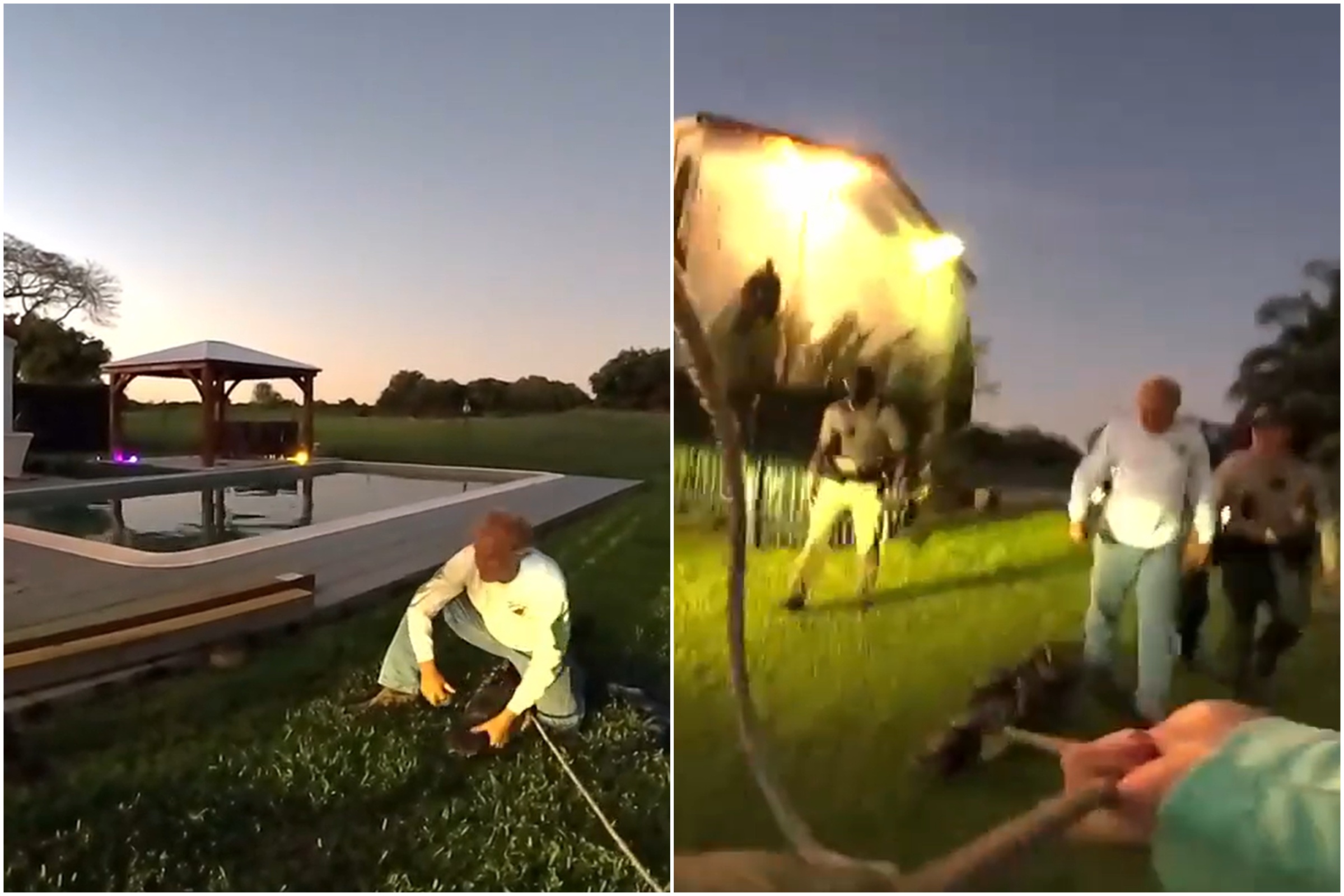 'Dangerous' 10-Foot Alligator Caught Swimming in Florida Backyard Pool ...