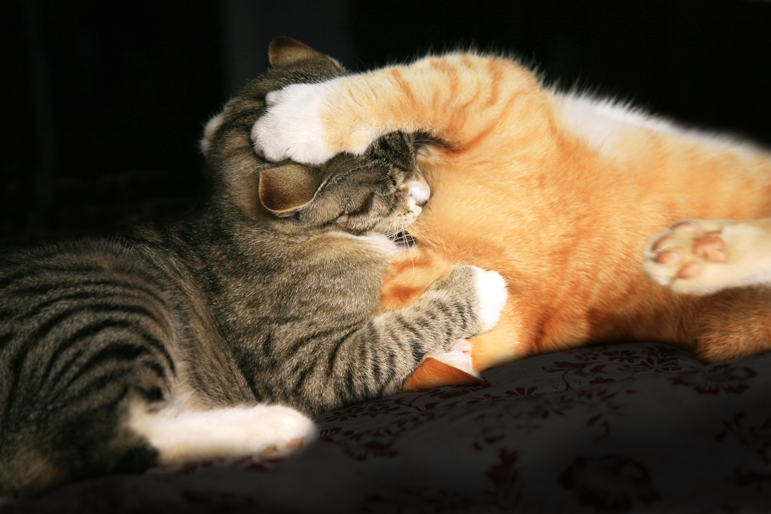 Cat Putting Kitten in a Headlock Leaves Internet in Stitches: 'This ...