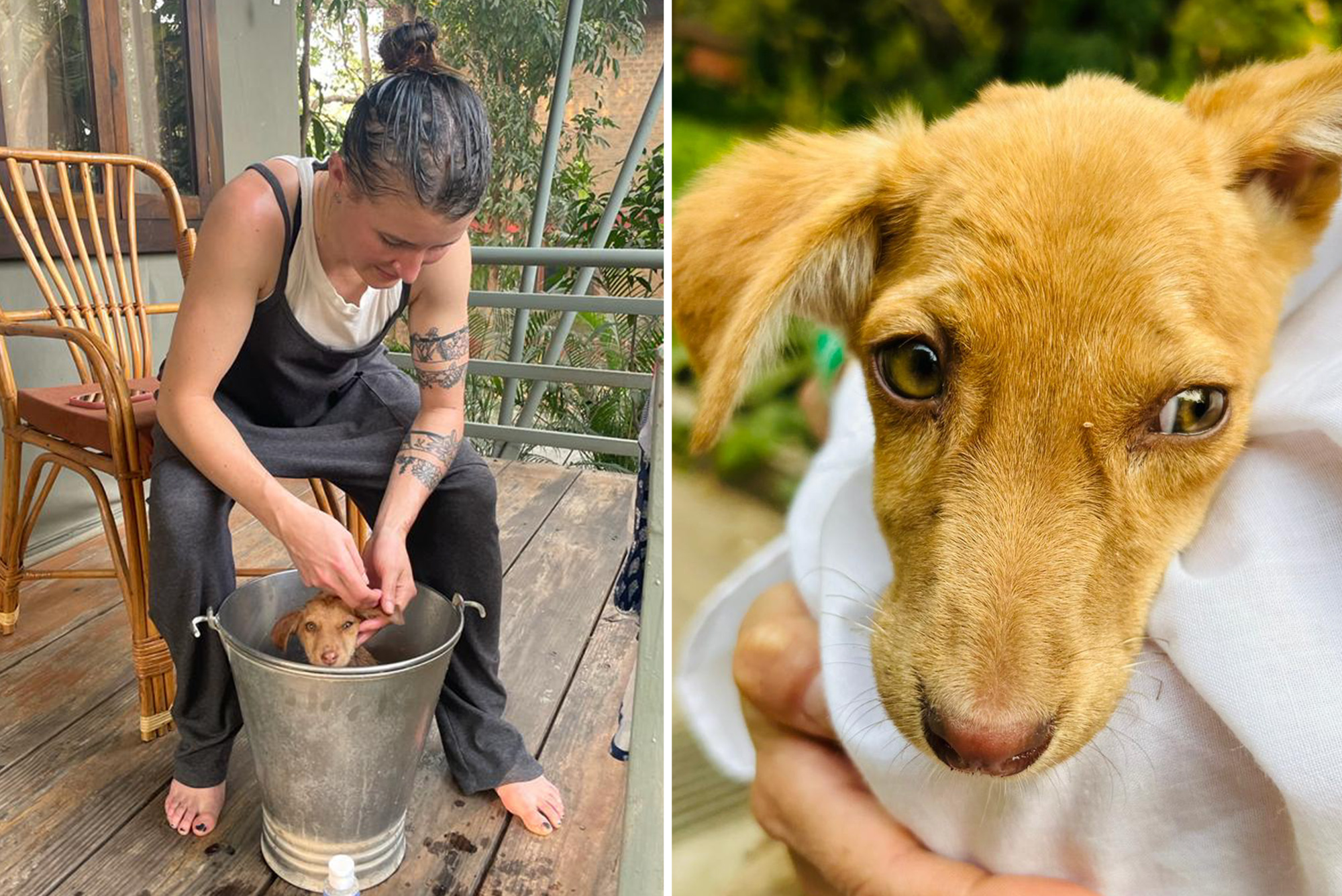 Woman Saves 'Unresponsive' Puppy From Pond, Then He Introduces His ...