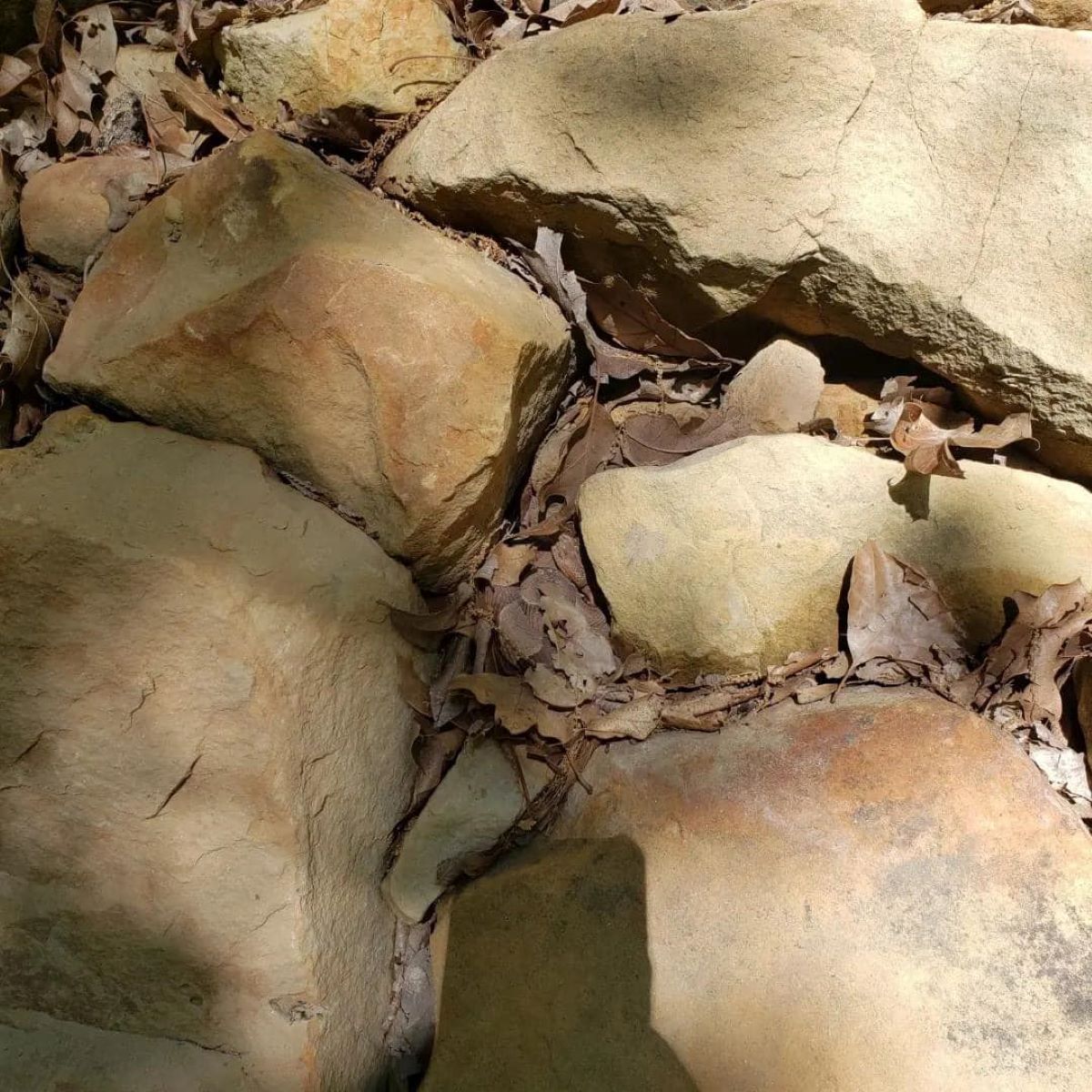 'Watch Every Step'—Can You Spot the Venomous Snake Lurking in This ...