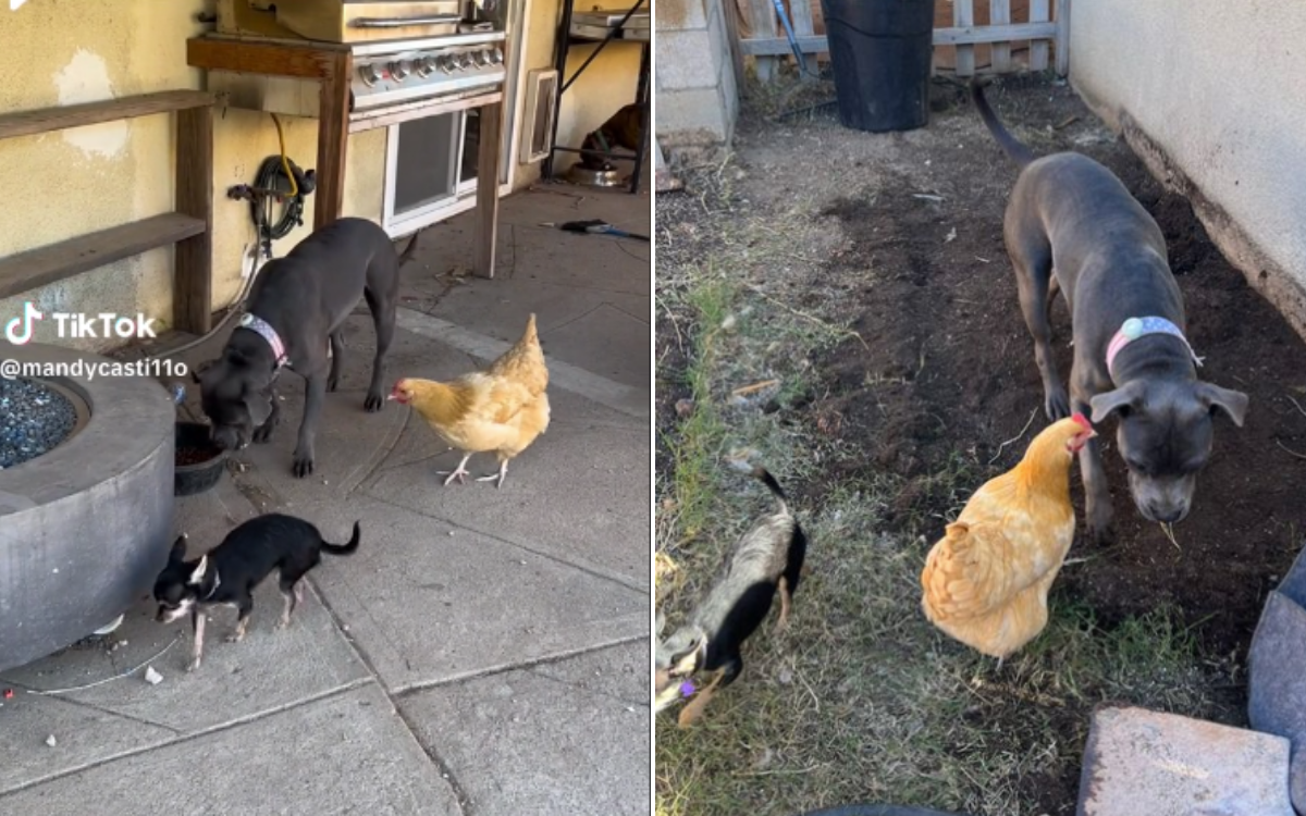 Friendship Blossoms Between Rescue Dog and Chicken: 'New Favorite ...