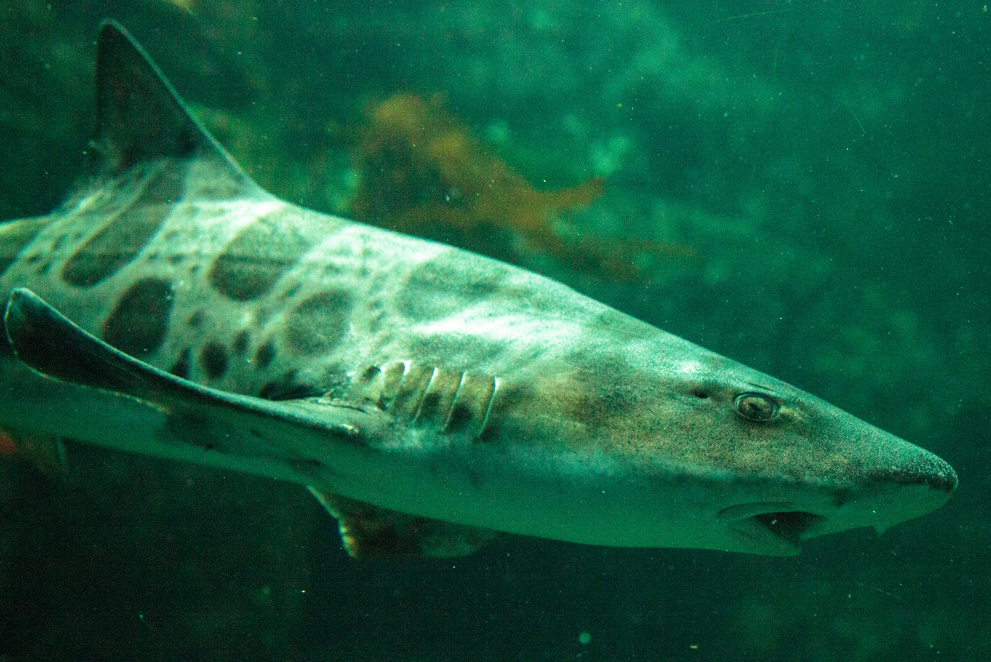 Leopard Shark Attack Freediving With Leopard Sharks Of La Jolla Shores