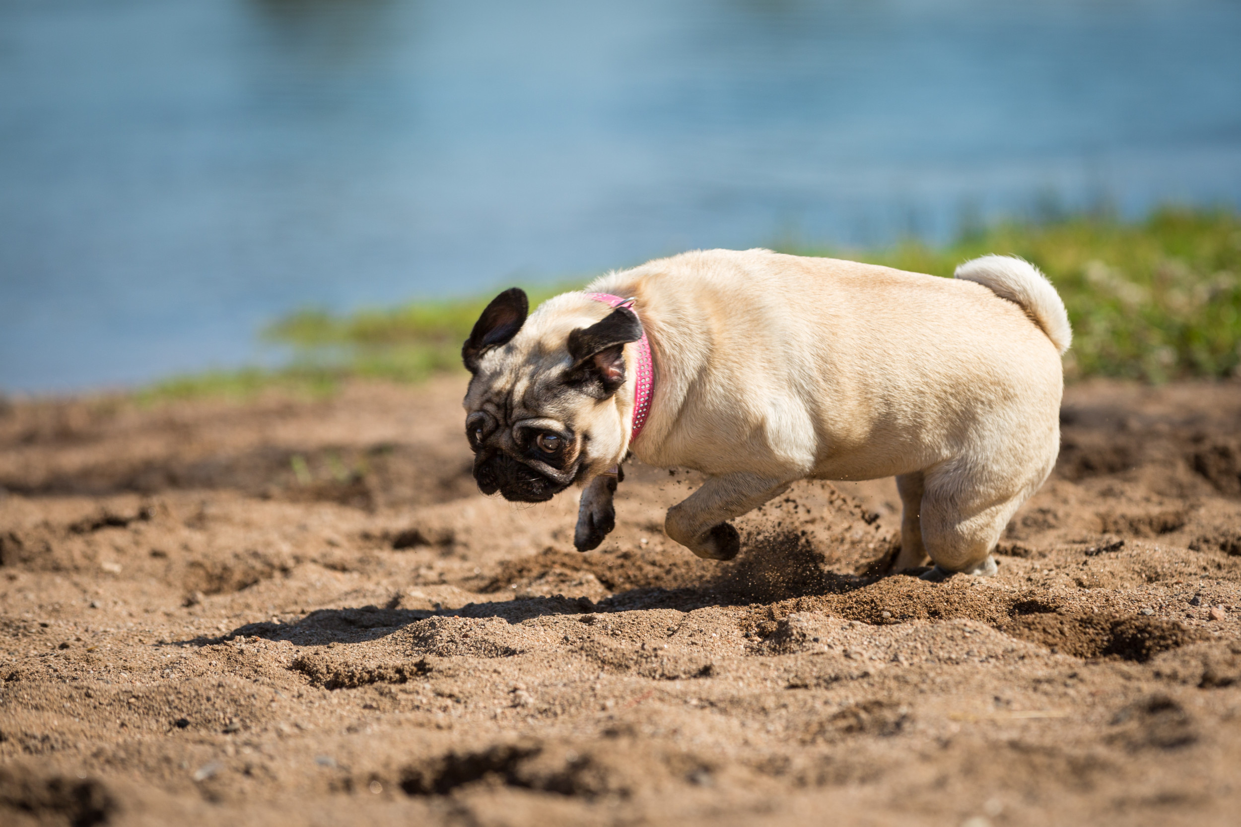 The Reality of Gardening With Two Pugs Caught on Camera: 'Those Clowns ...